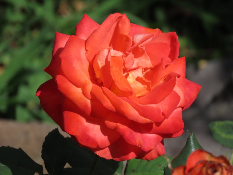 Gulab Flower Background Photos, Download The BEST Free Gulab Flower ...