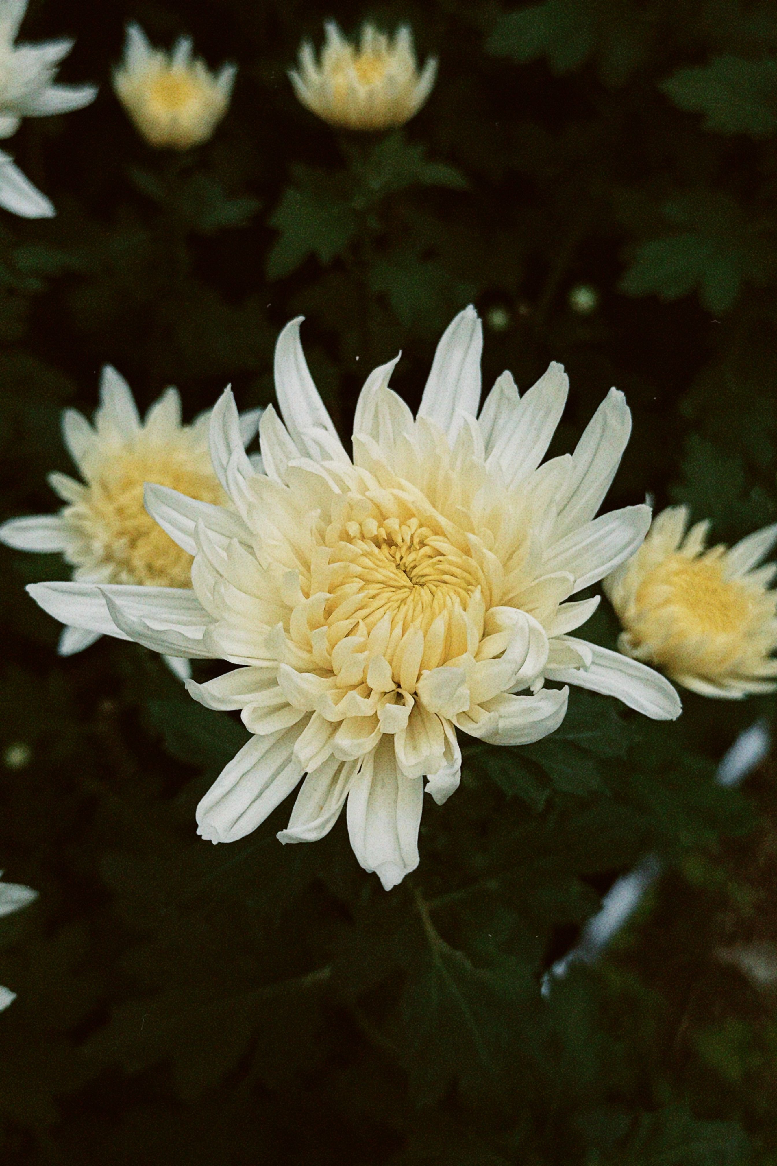 Gulab Flower Background Photos, Download The BEST Free Gulab Flower ...