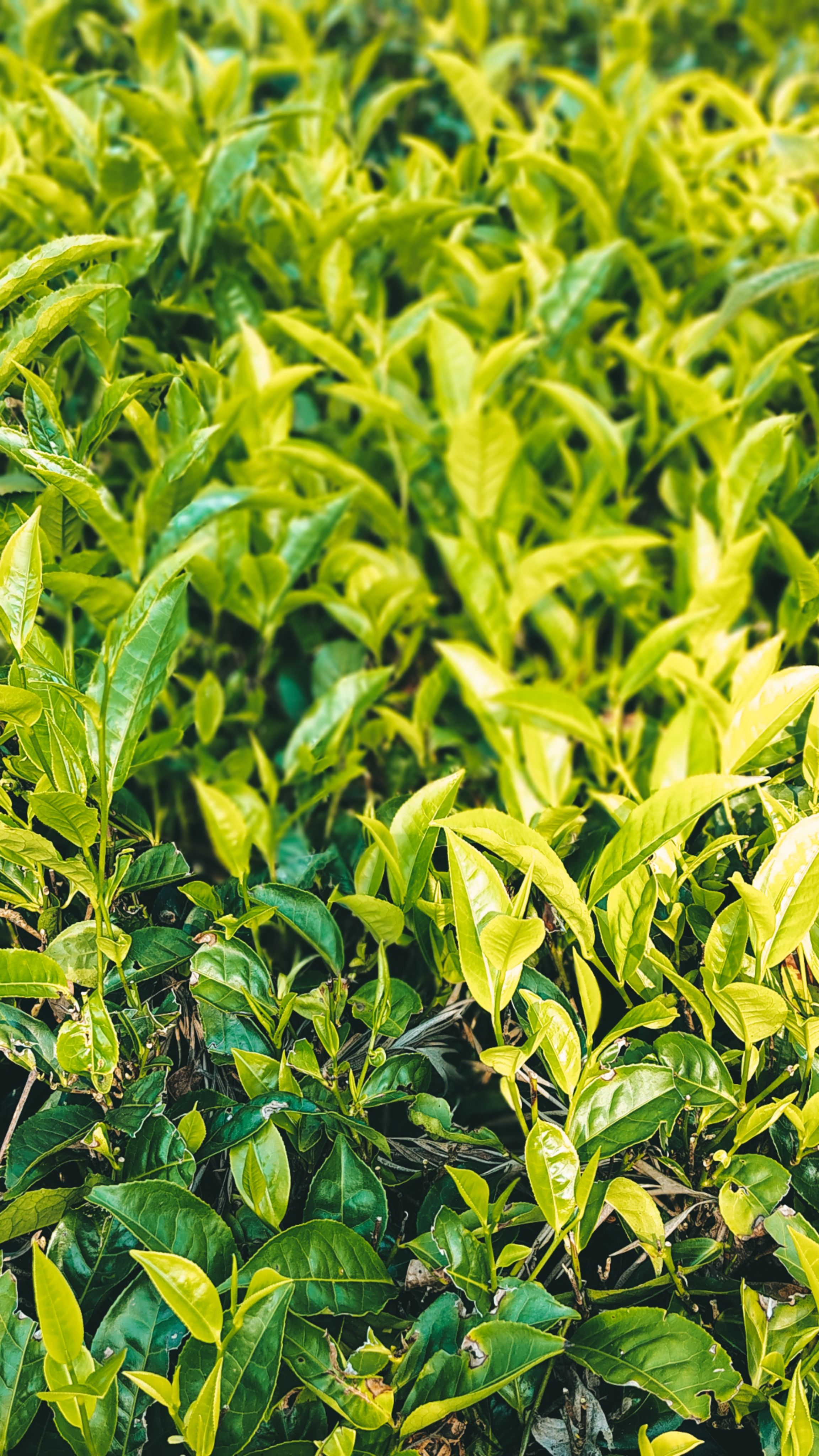 Lush Green Tea Plant Field Close-up View · Free Stock Photo