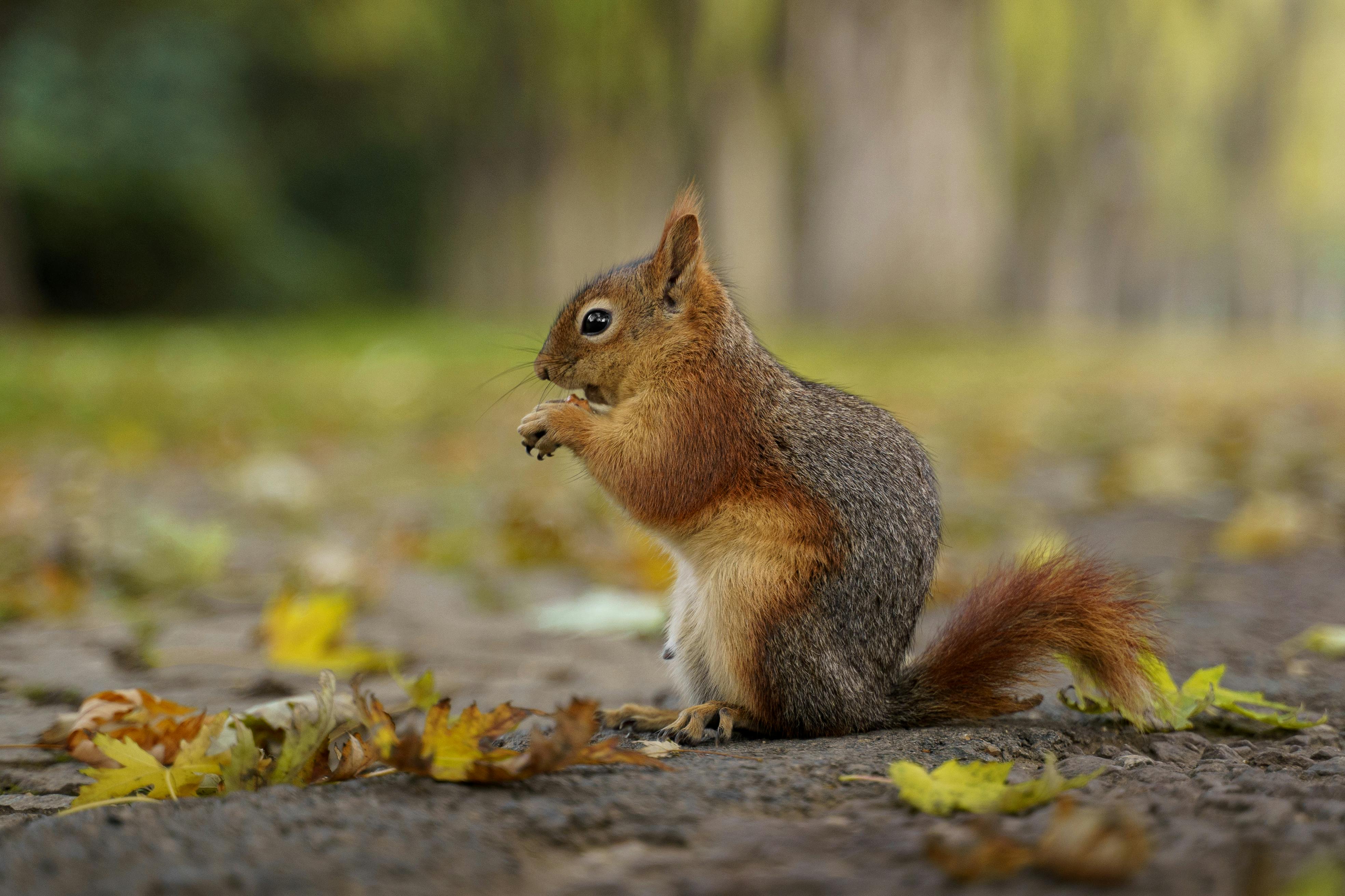 Red Squirrel Photos, Download The BEST Free Red Squirrel Stock Photos ...