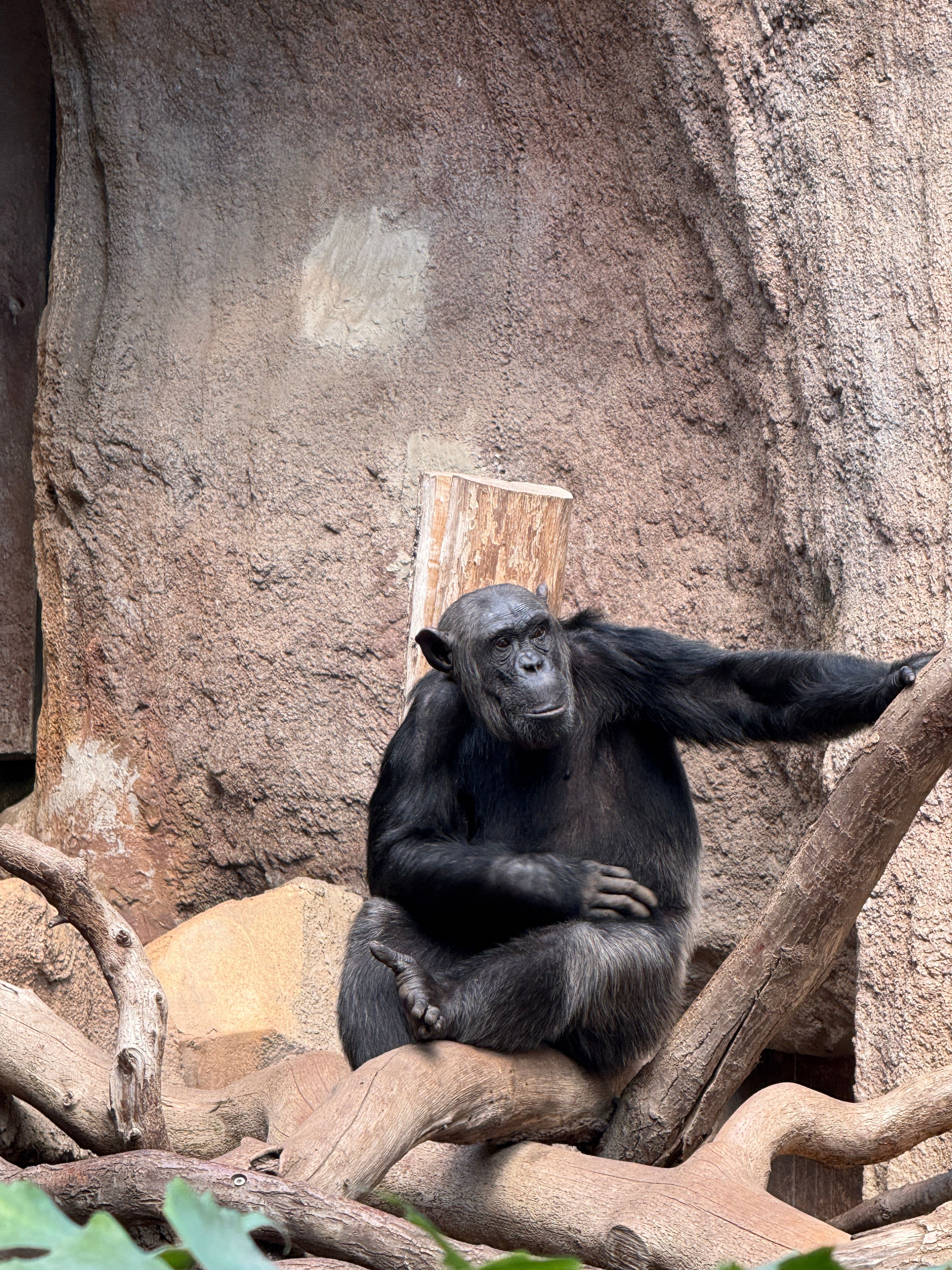 Funny Chimpanzee Photos, Download The BEST Free Funny Chimpanzee Stock ...