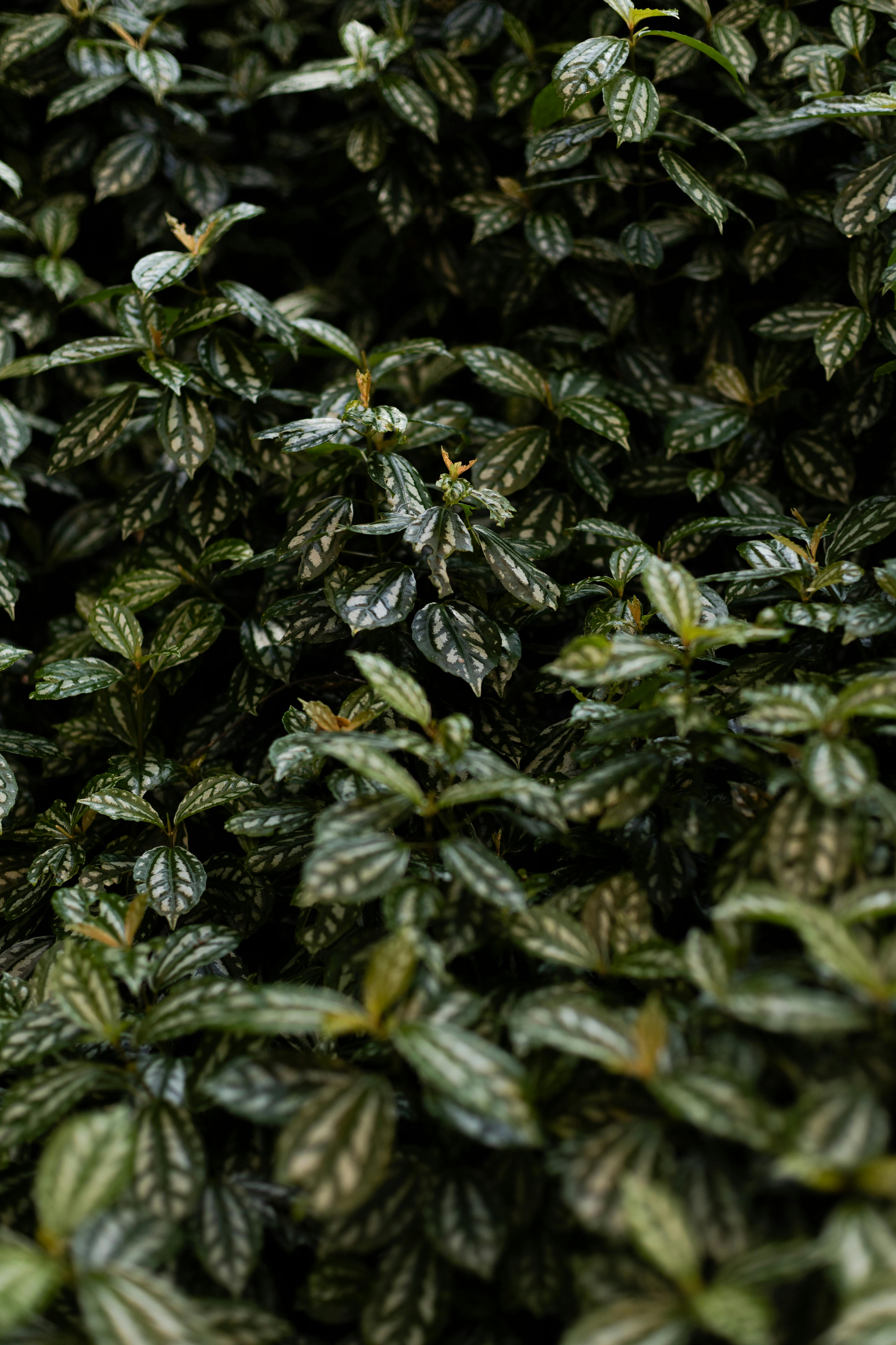 Plants Background Photos, Download The BEST Free Plants Background ...