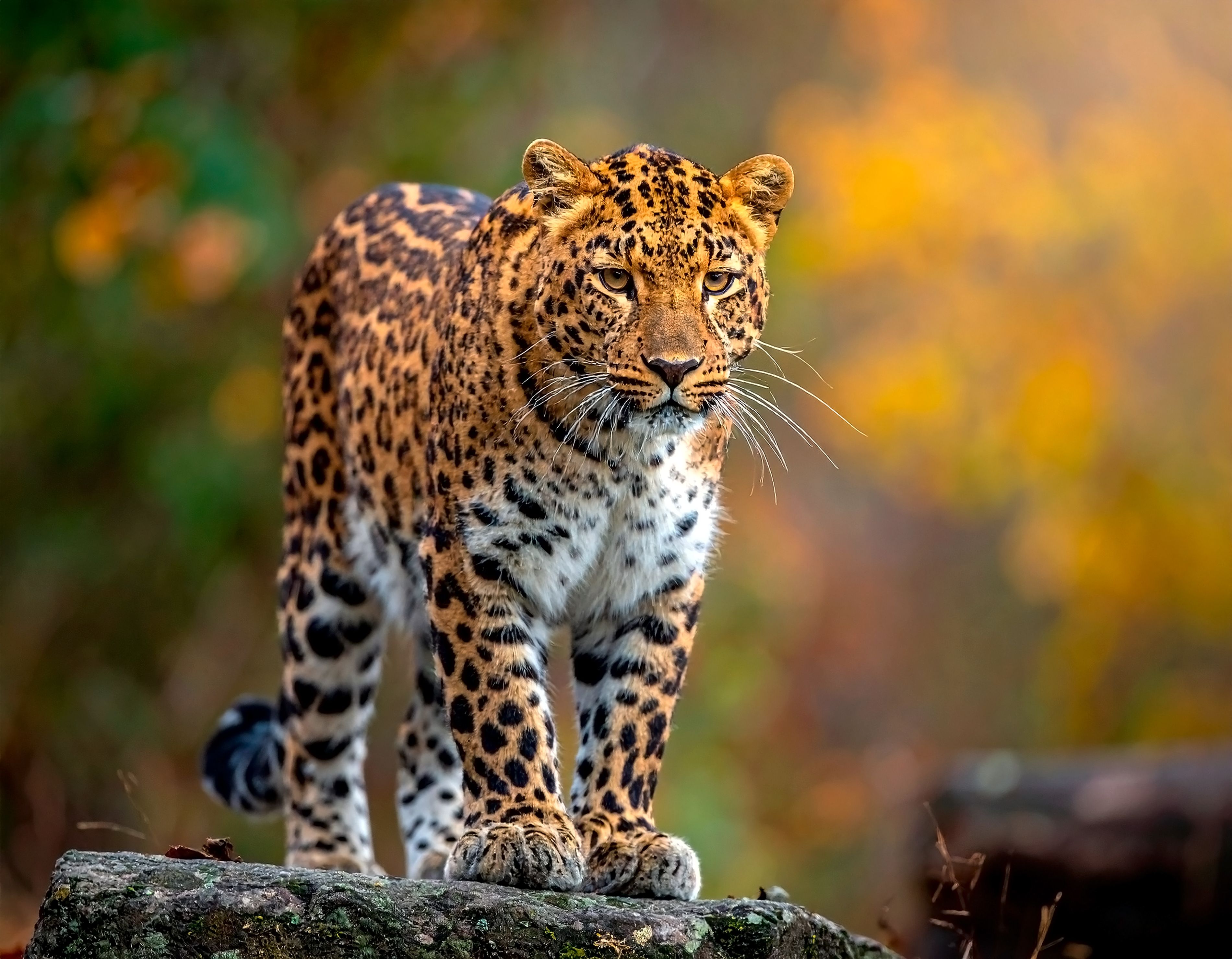 Stunning Amur Leopard in Autumn Forest · Free Stock Photo