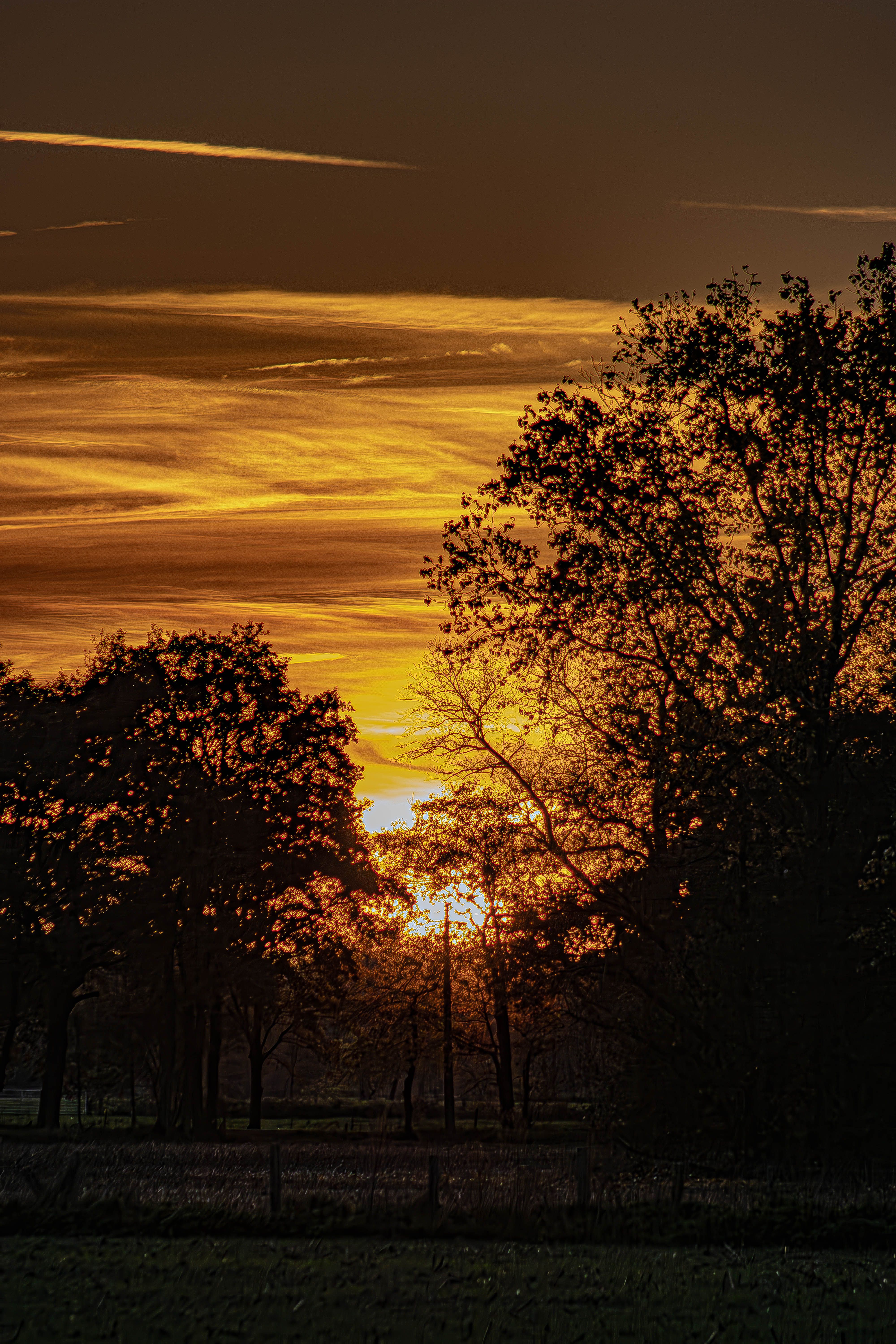 Golden Sunset Over Tree-Lined Horizon · Free Stock Photo