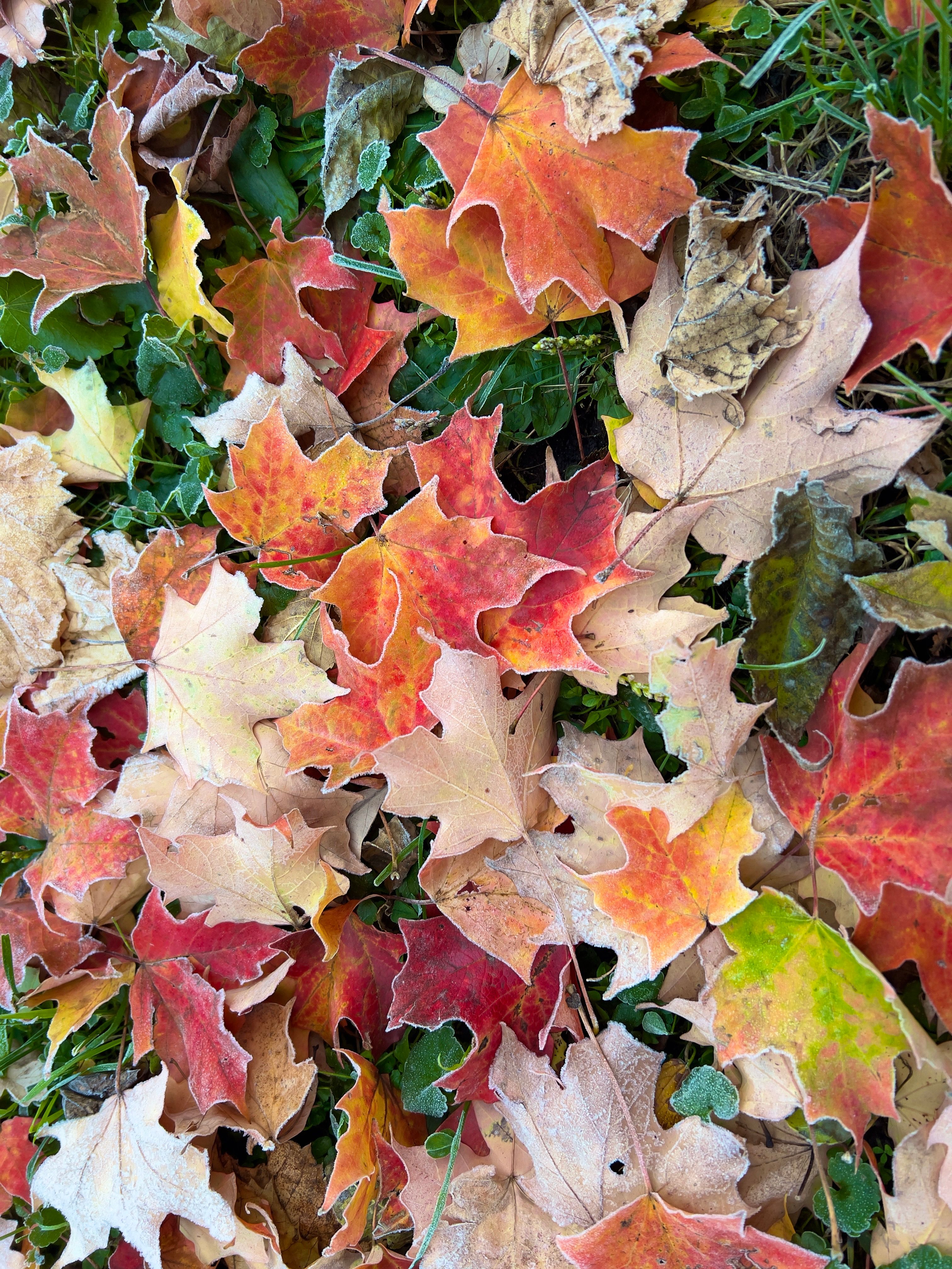 Colorful Nature Background Photos, Download The BEST Free Colorful ...