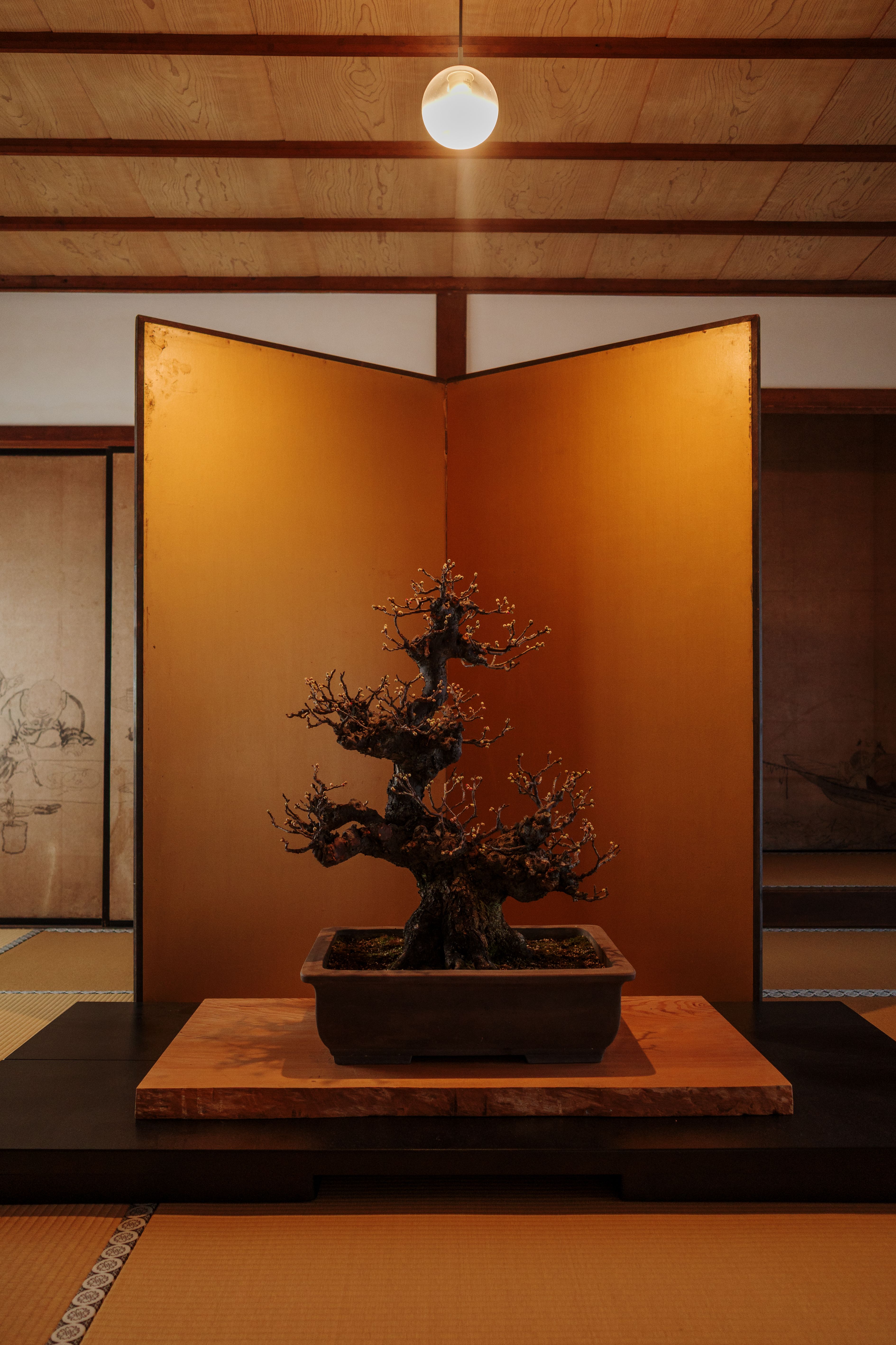 Elegant Bonsai Display in Traditional Japanese Room · Free Stock Photo