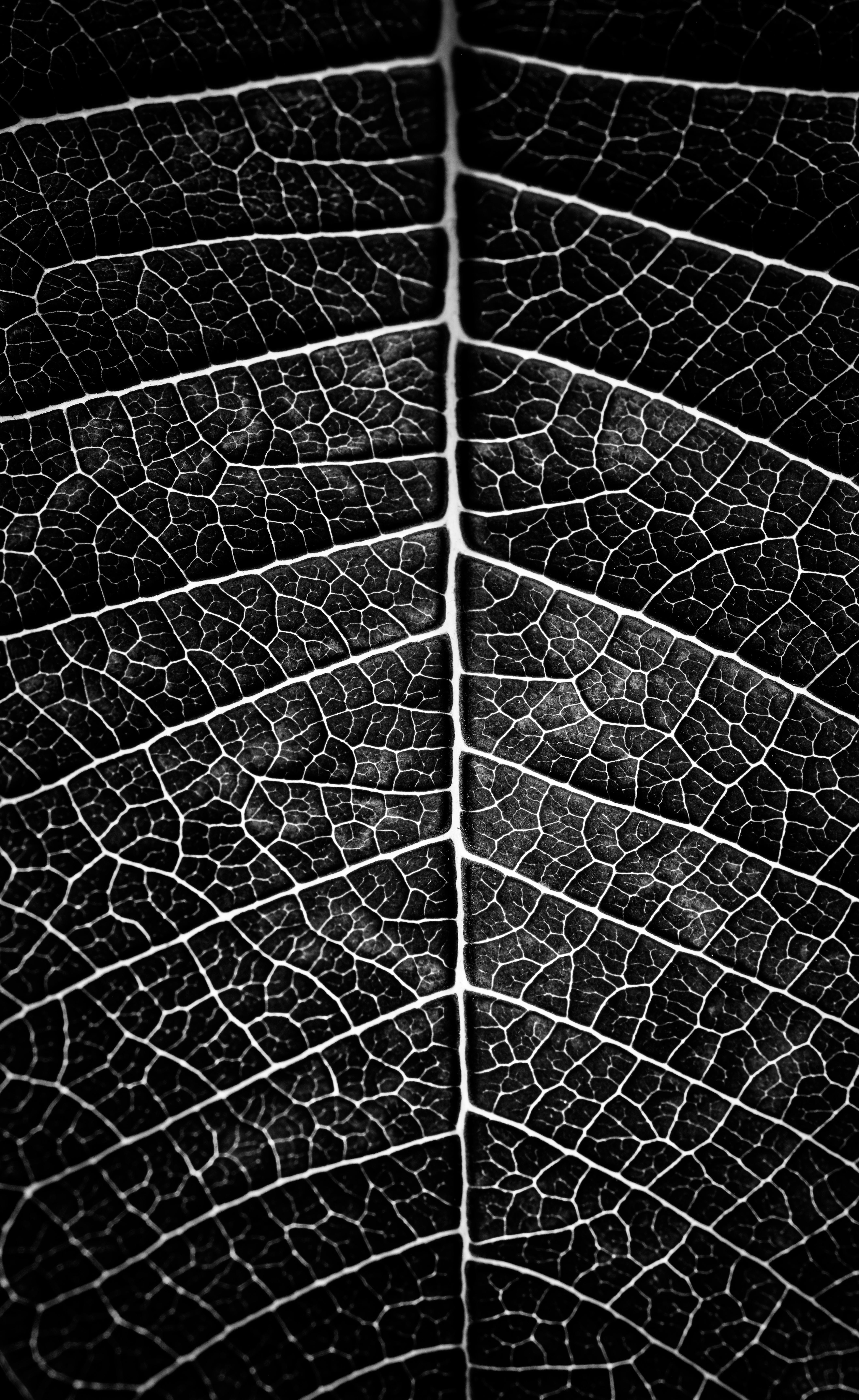 Scrolller+Micro+Bikini Photos, Download The BEST Free Scrolller+Micro+Bikini Stock Photos & HD ...