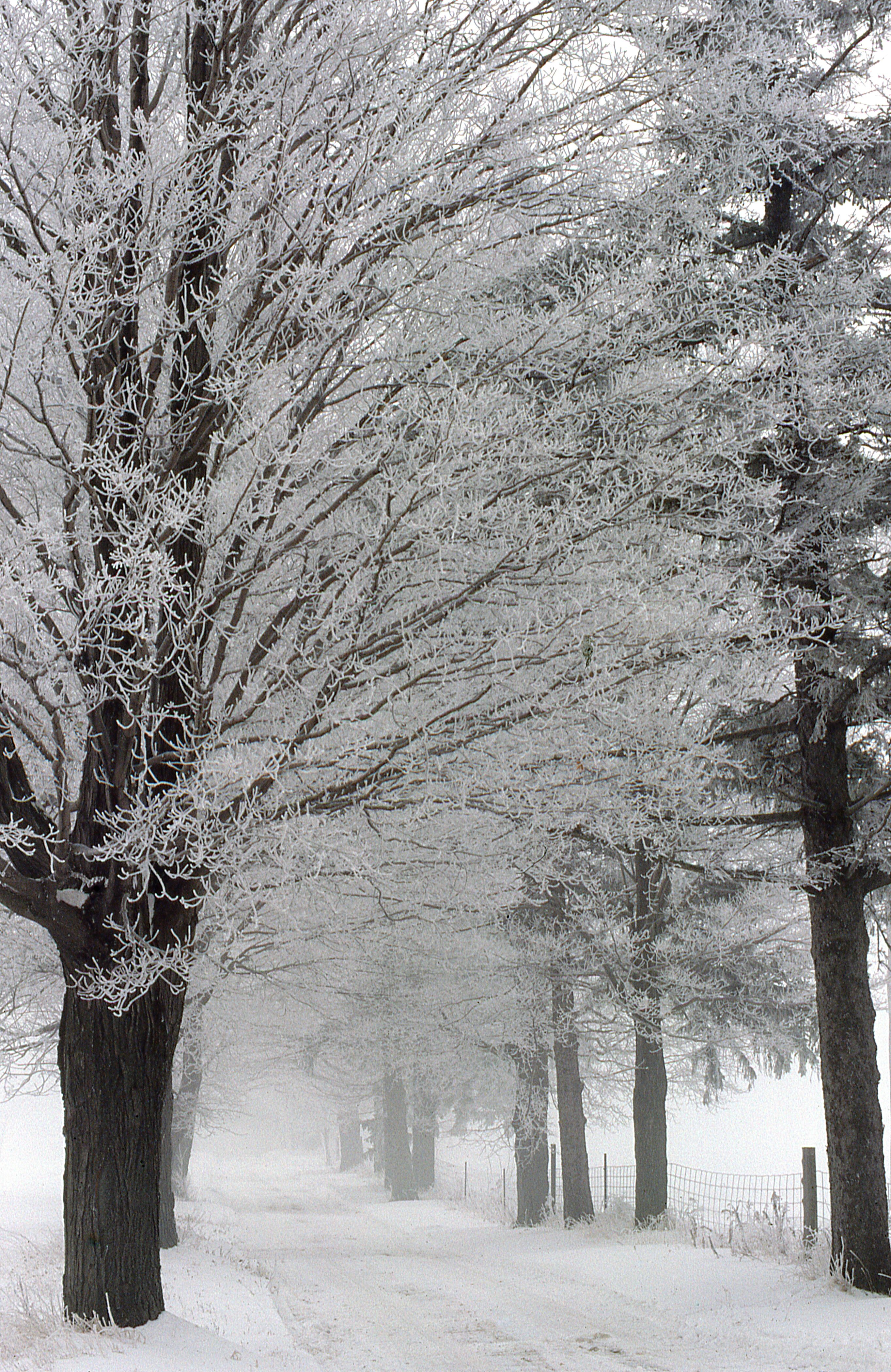 Serene Snowy Winter Lane in Foggy Forest · Free Stock Photo