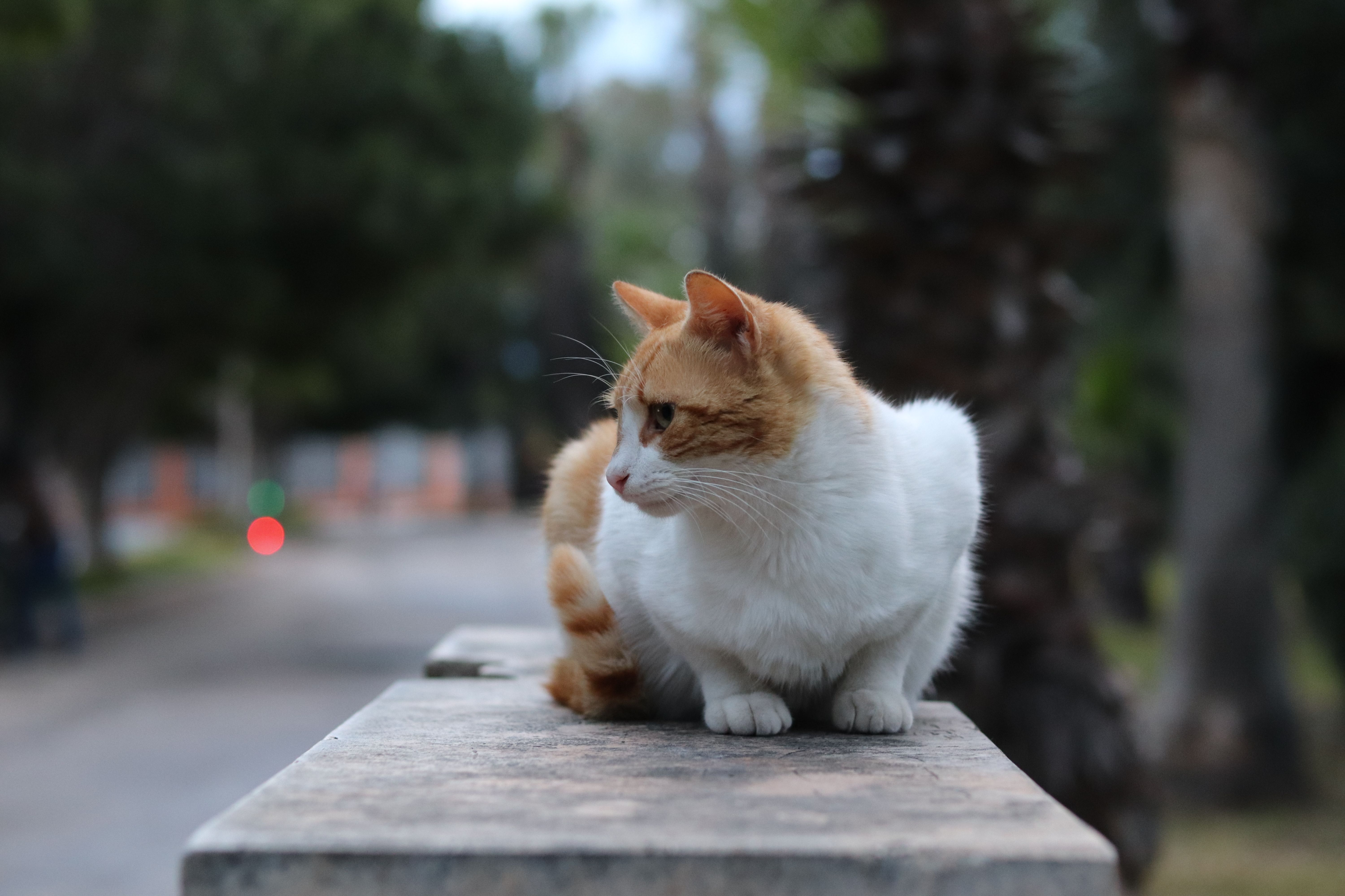 Goofy Cat Photos, Download The BEST Free Goofy Cat Stock Photos & HD Images