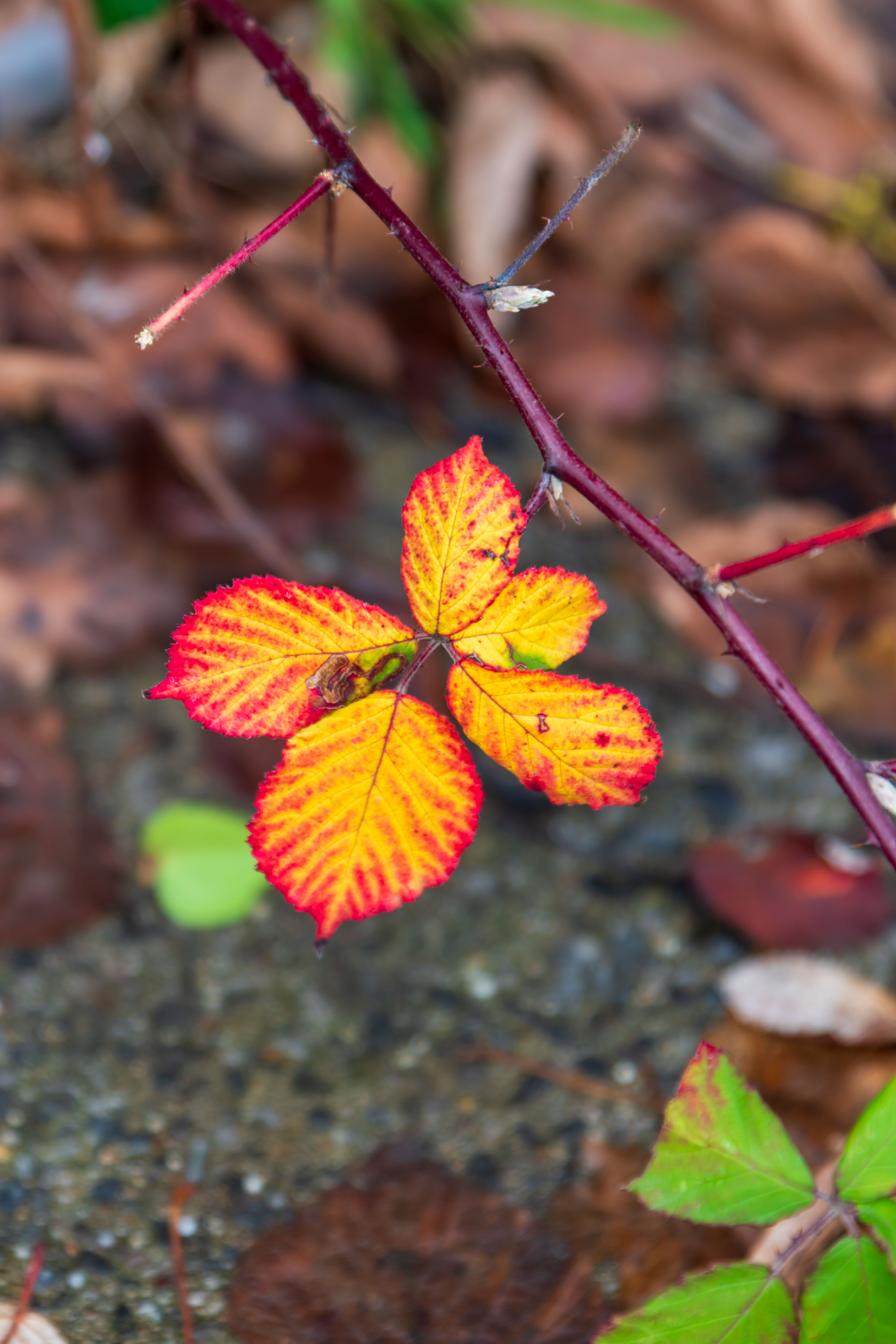 Vibrant Autumn Leaves Close-Up on Branch Outdoors · Free Stock Photo