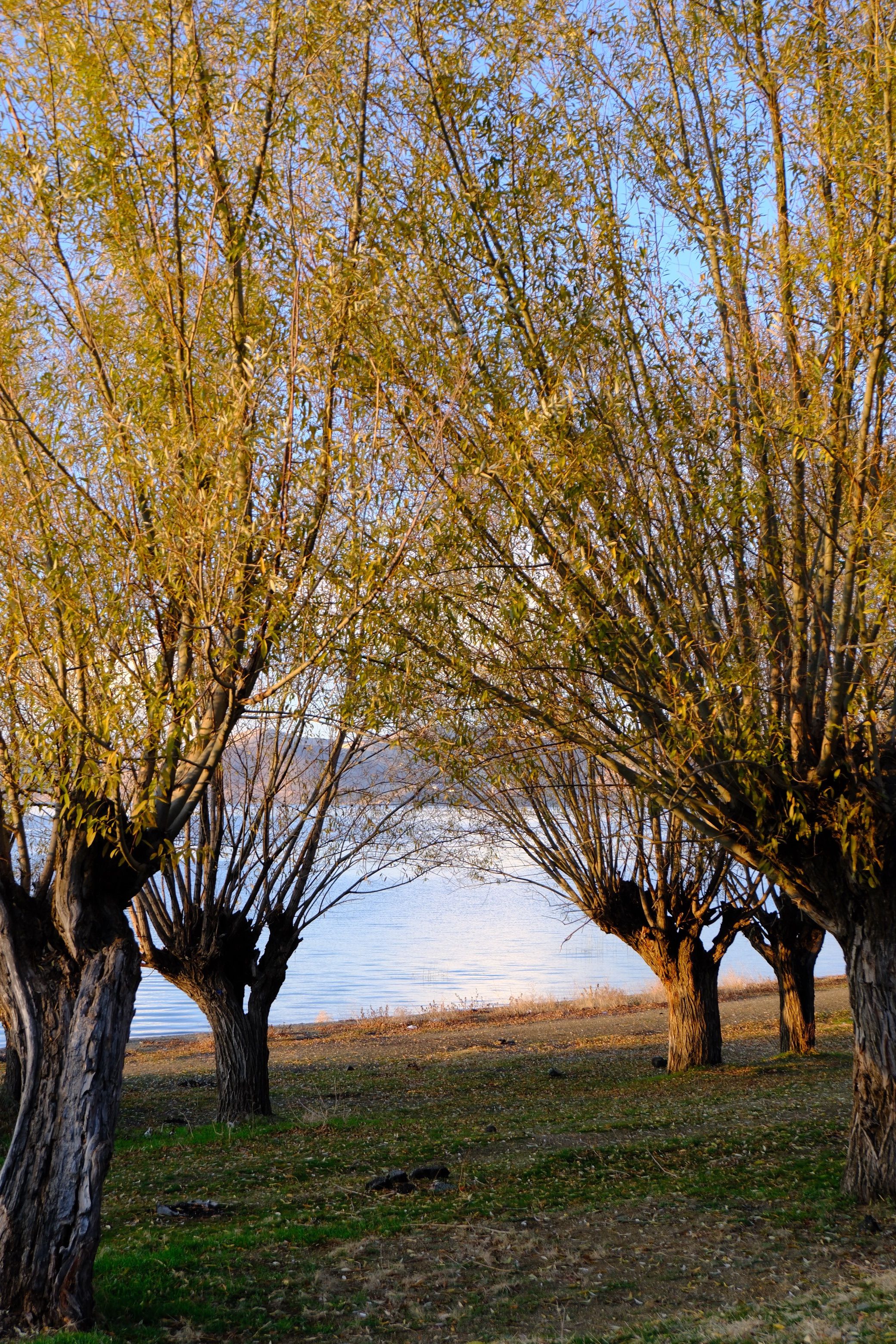 Tranquil Lakeside Trees in Autumn Glow · Free Stock Photo