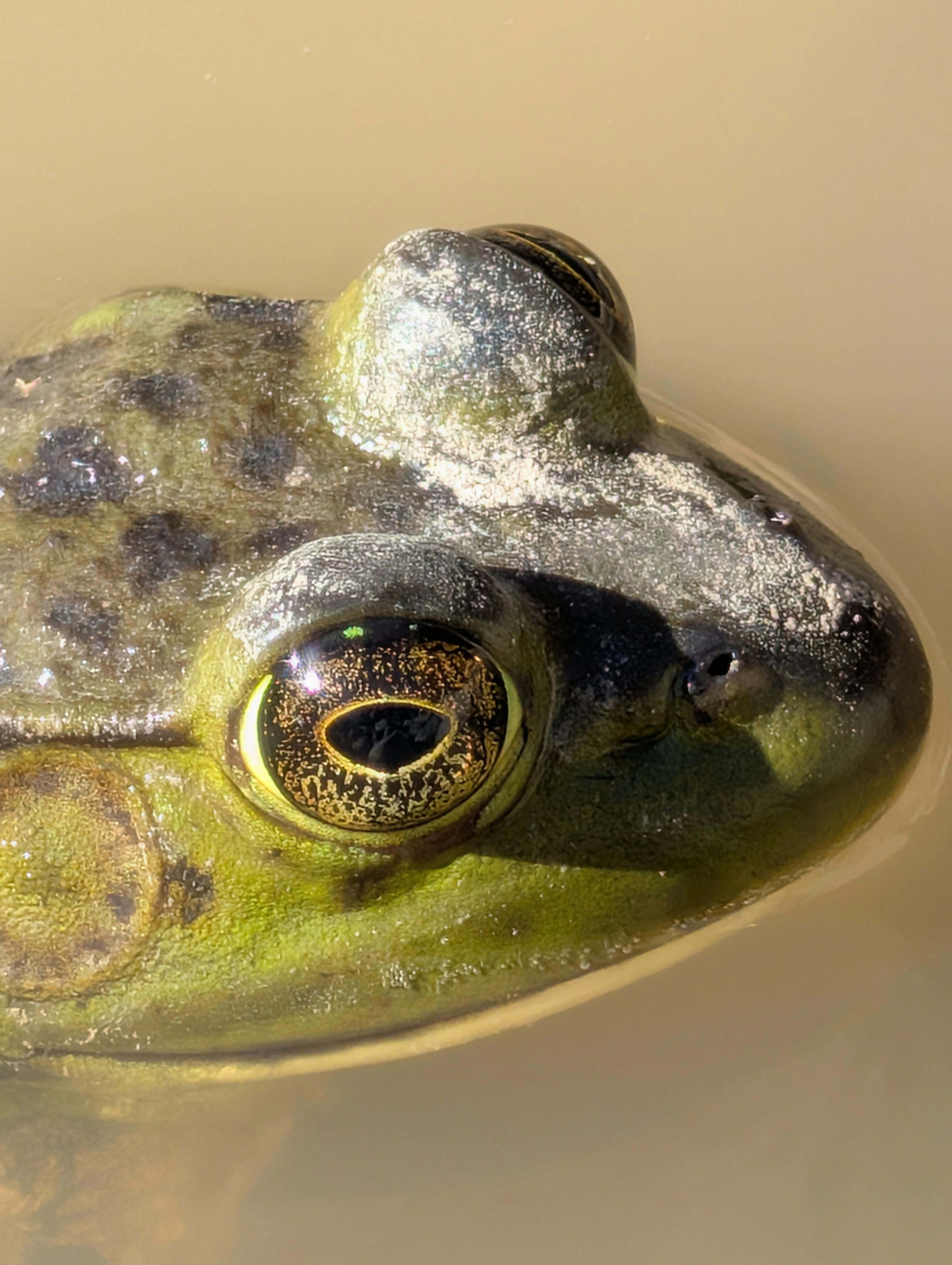 Adaptation Photos, Download The BEST Free Adaptation Stock Photos & HD ...