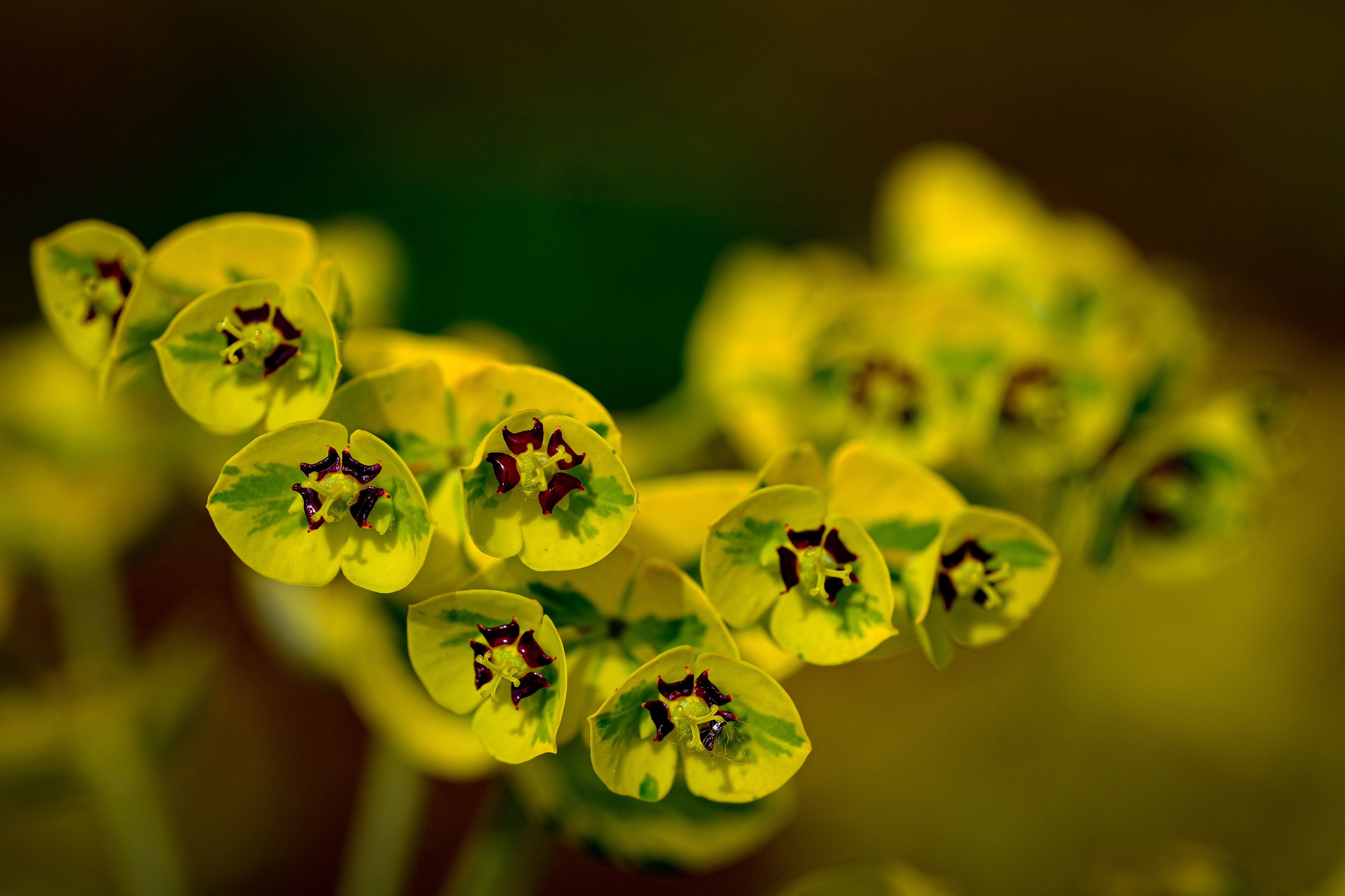 Vibrant Yellow Euphorbia Flowers in Bloom · Free Stock Photo