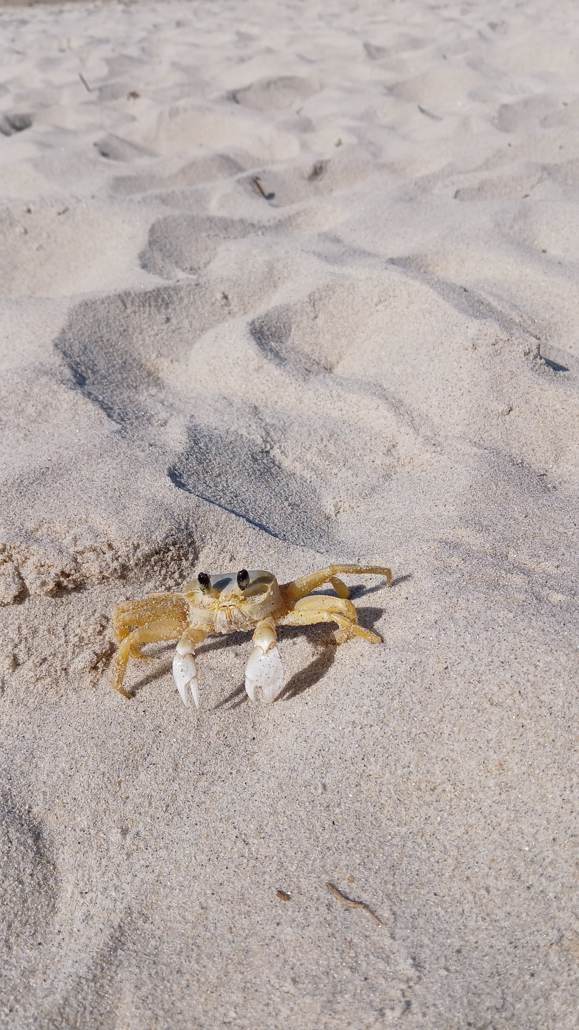 Soldier Crab Photos, Download The BEST Free Soldier Crab Stock Photos ...