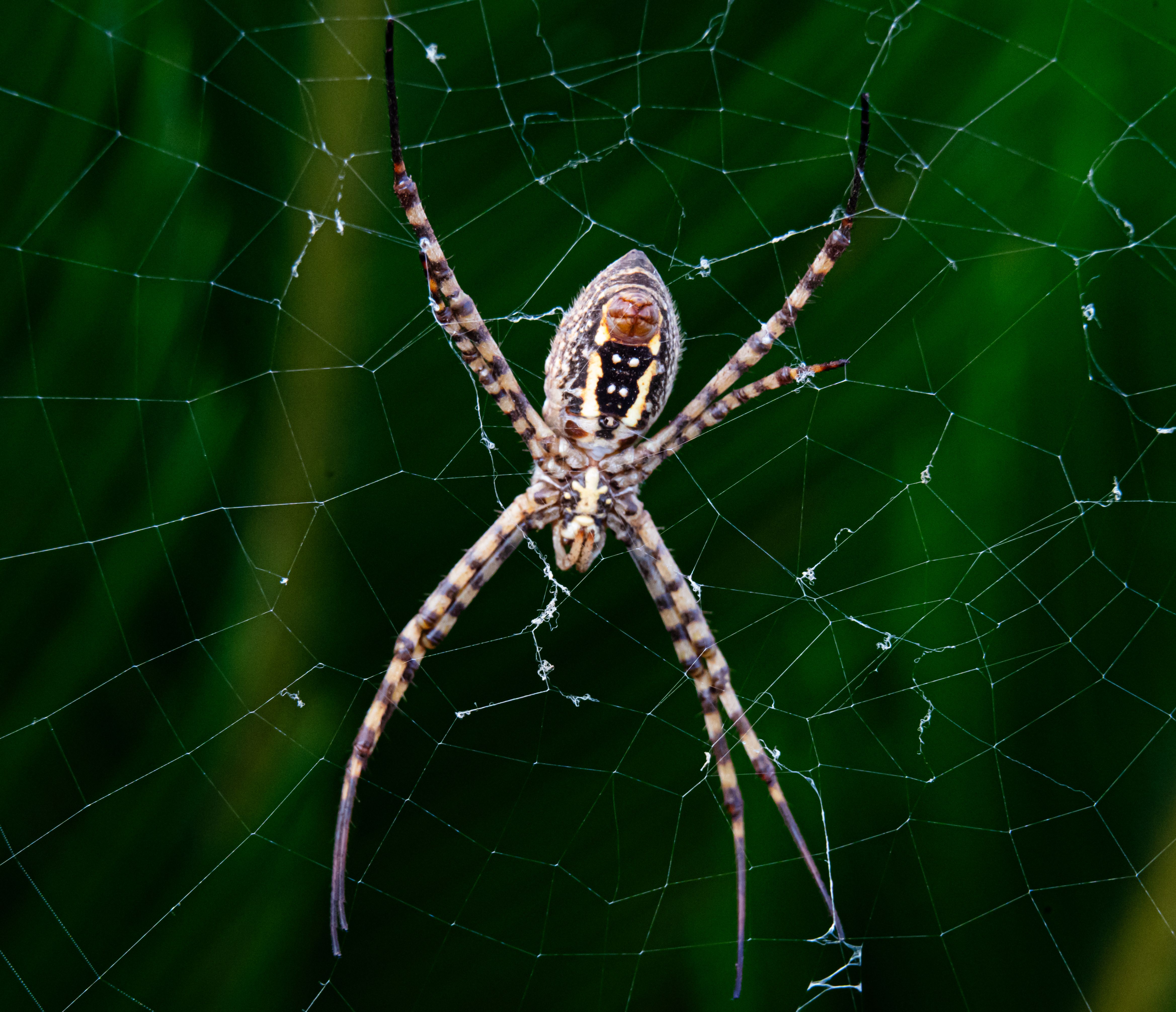 Senpai Spider Photos, Download The BEST Free Senpai Spider Stock Photos ...