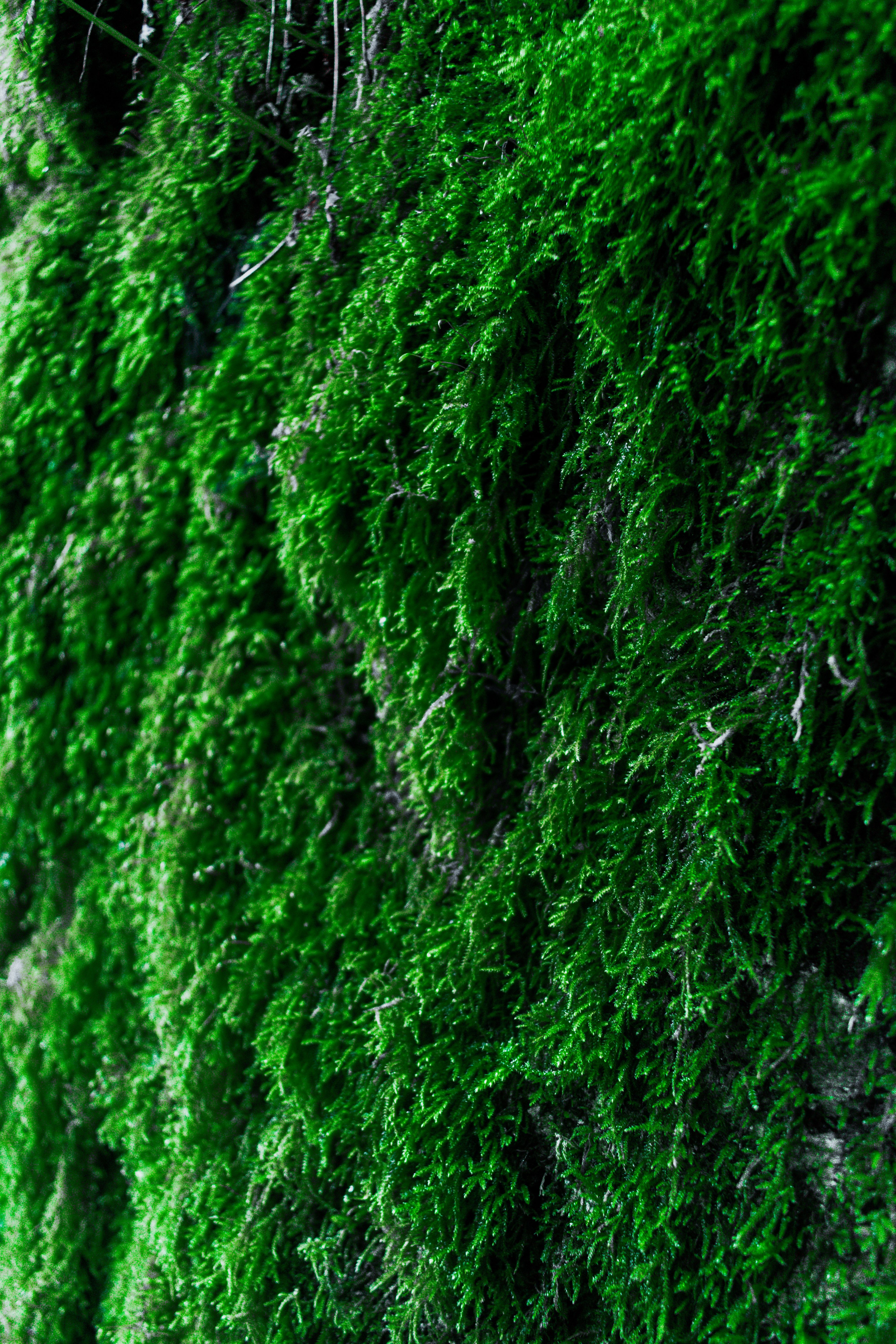 Green Texture Photos, Download The BEST Free Green Texture Stock Photos ...