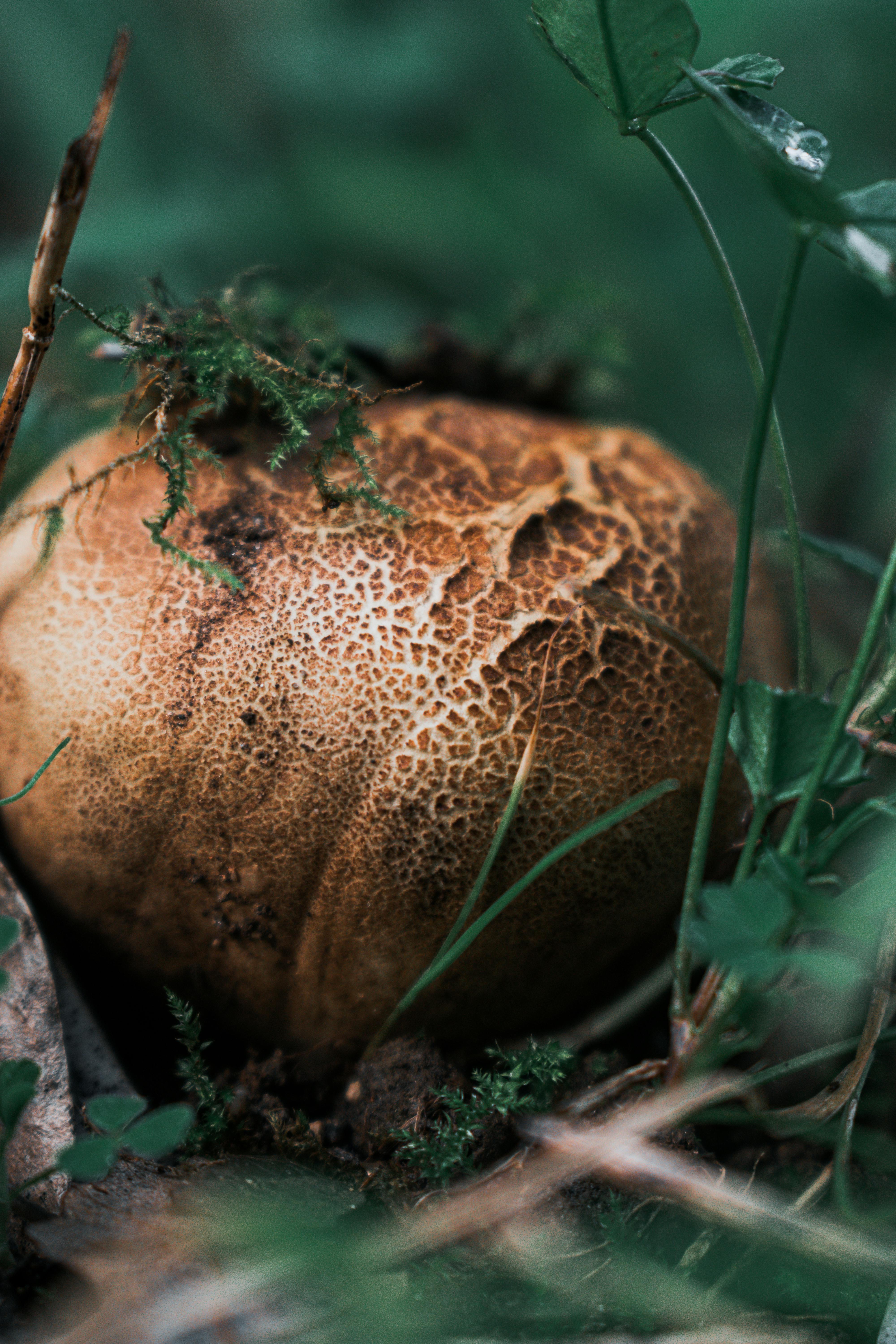 Scrolller+Micro+Bikini Photos, Download The BEST Free Scrolller+Micro+Bikini Stock Photos & HD ...