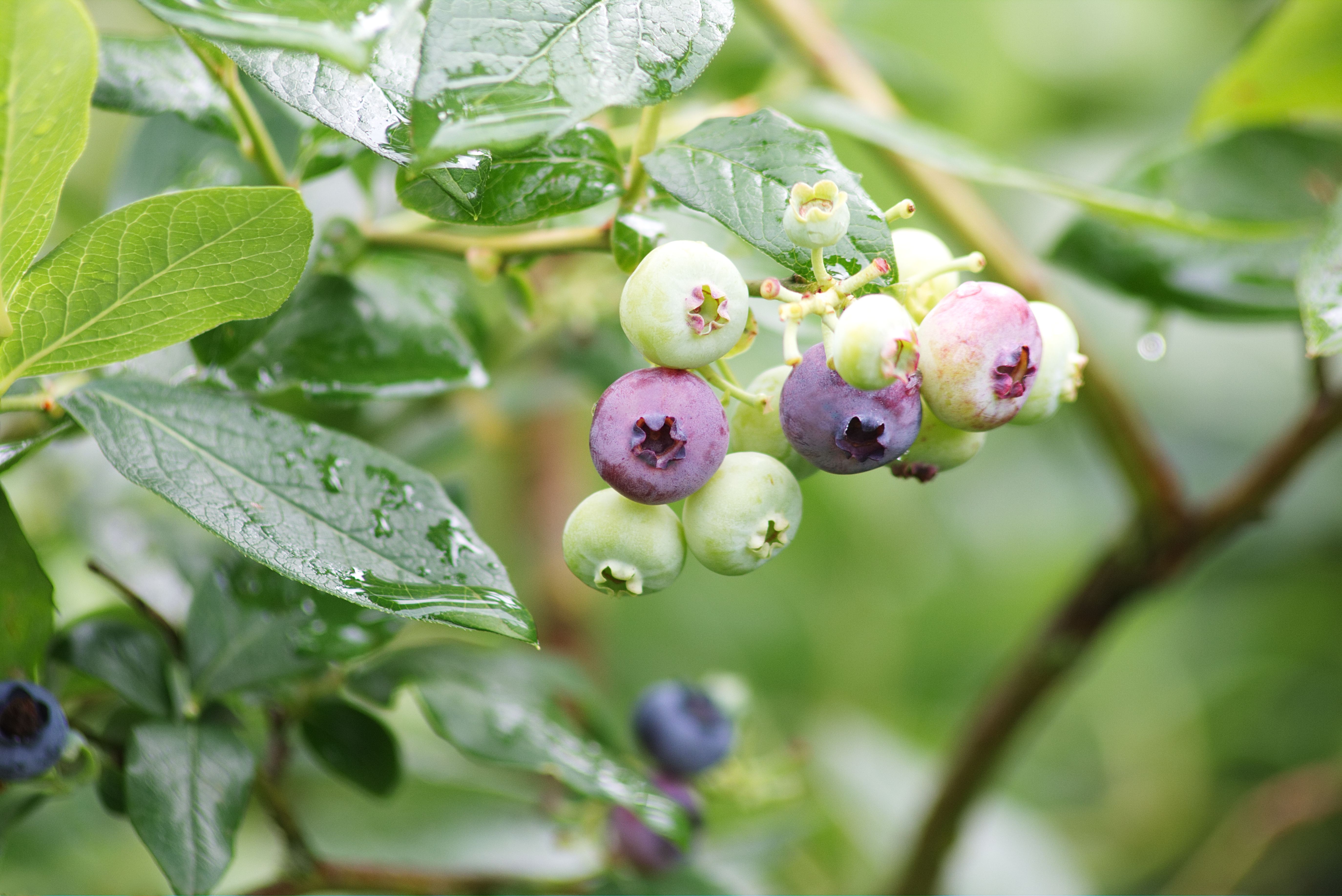Vibrant Unripened and Ripened Blueberries on Branch · Free Stock Photo
