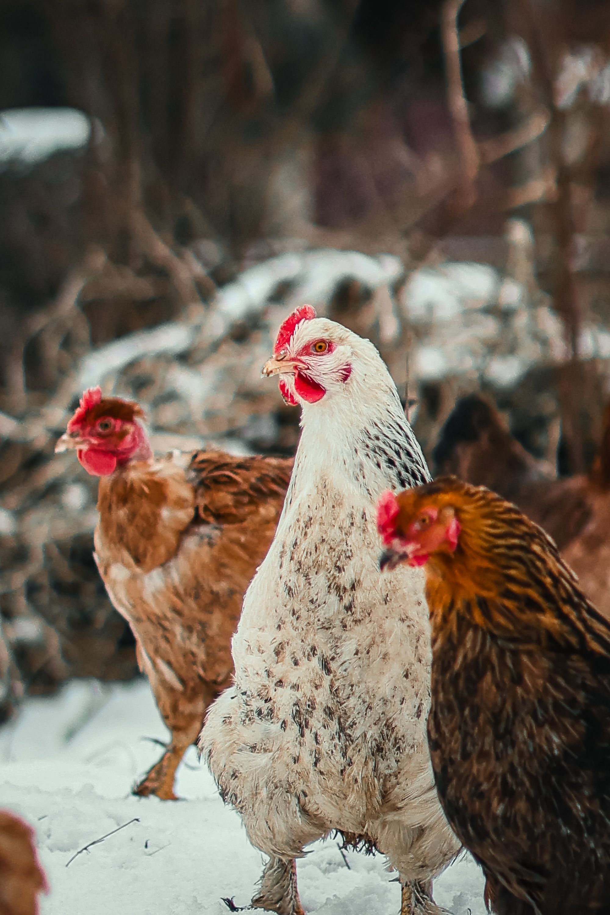 Poultry Farm Photos, Download The BEST Free Poultry Farm Stock Photos ...