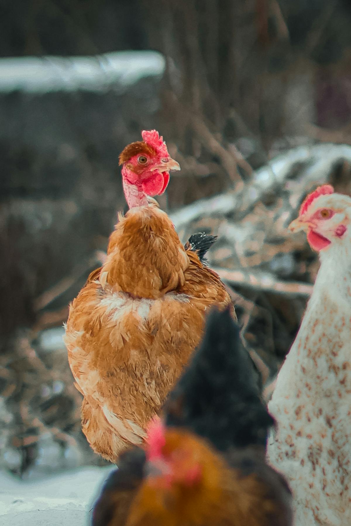 Free Range Photos, Download The BEST Free Free Range Stock Photos & HD ...