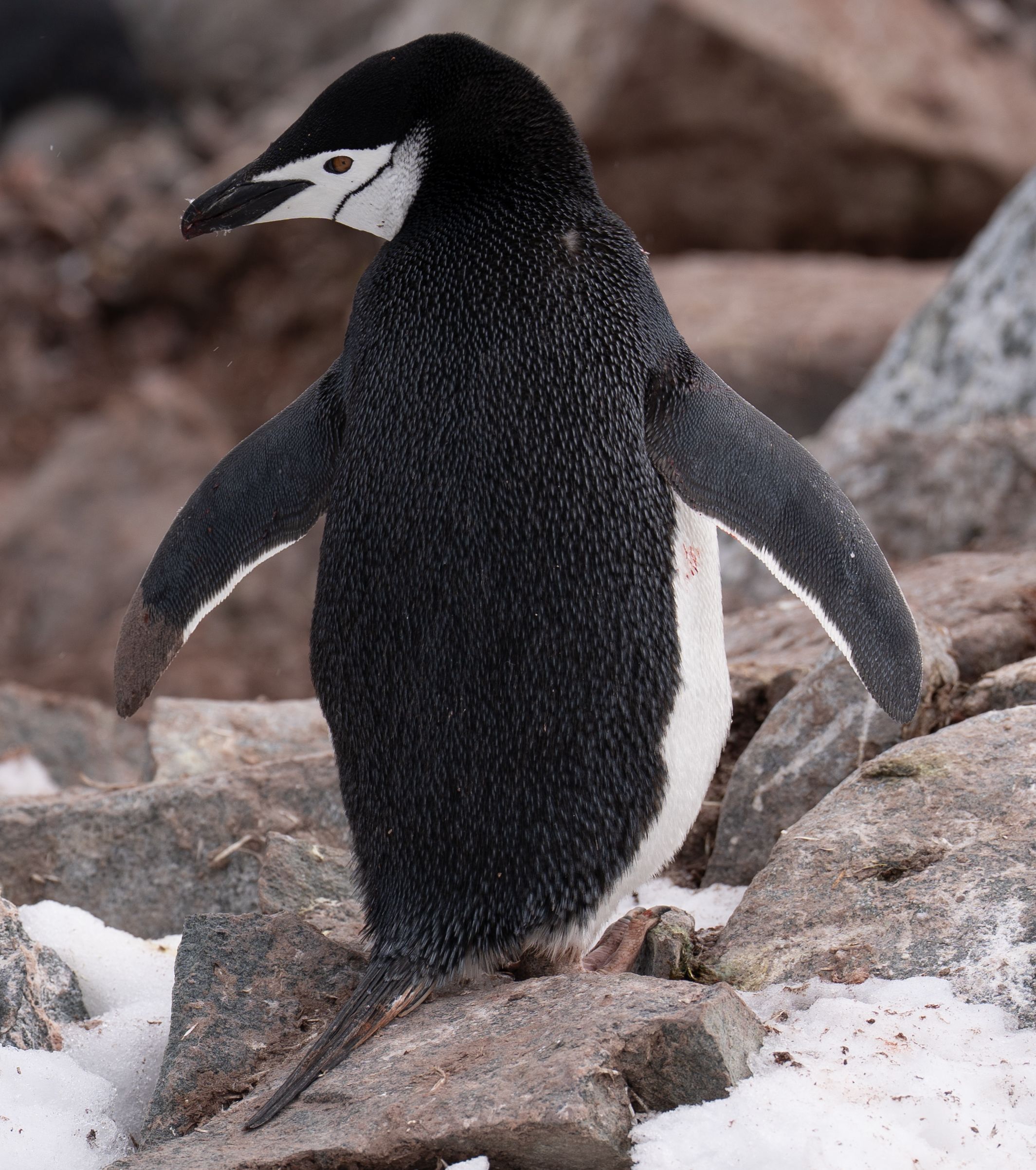 Penguin on Top of Snow Wildlife Photography · Free Stock Photo
