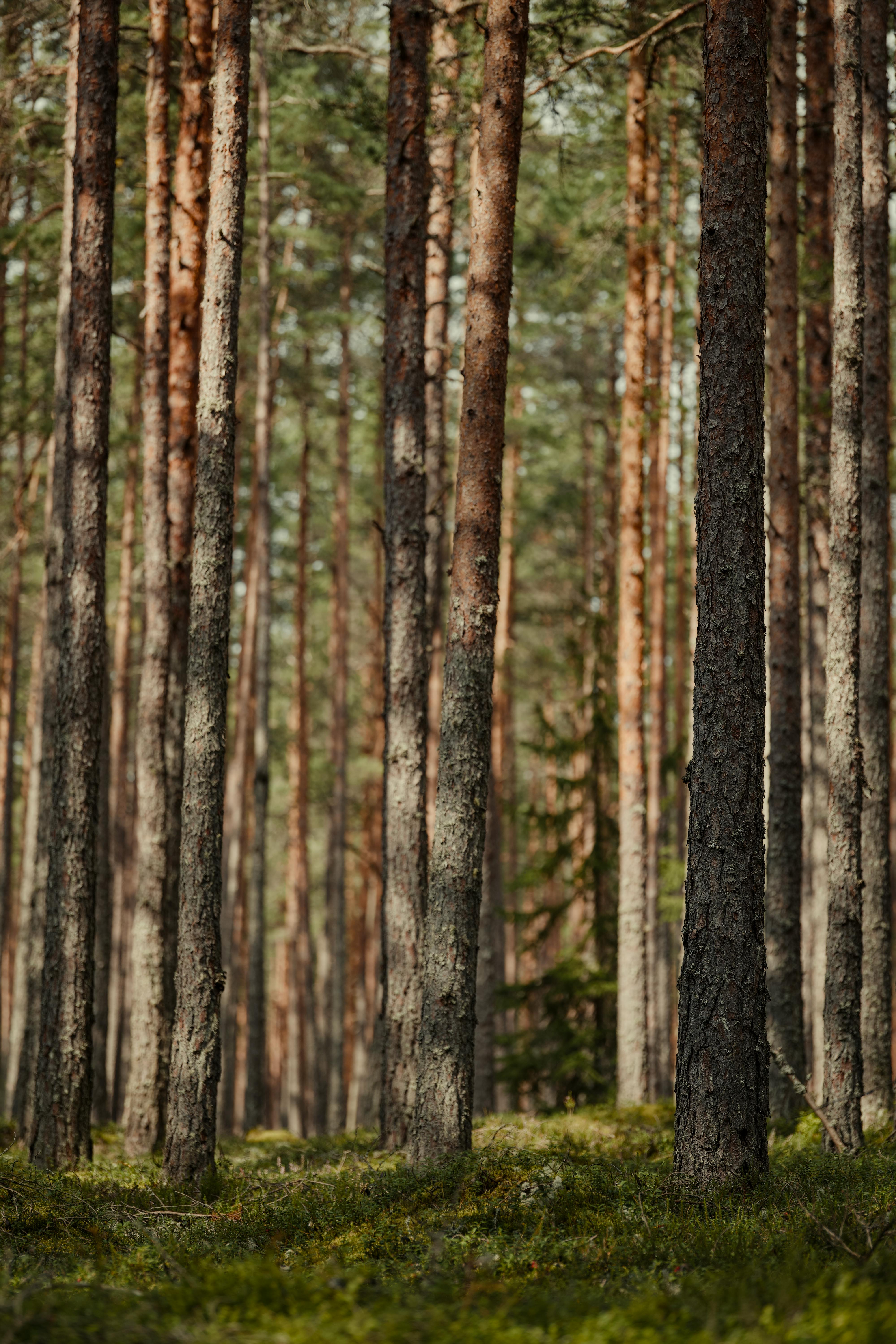 Sunlit Pine Forest with Tall Tree Trunks · Free Stock Photo