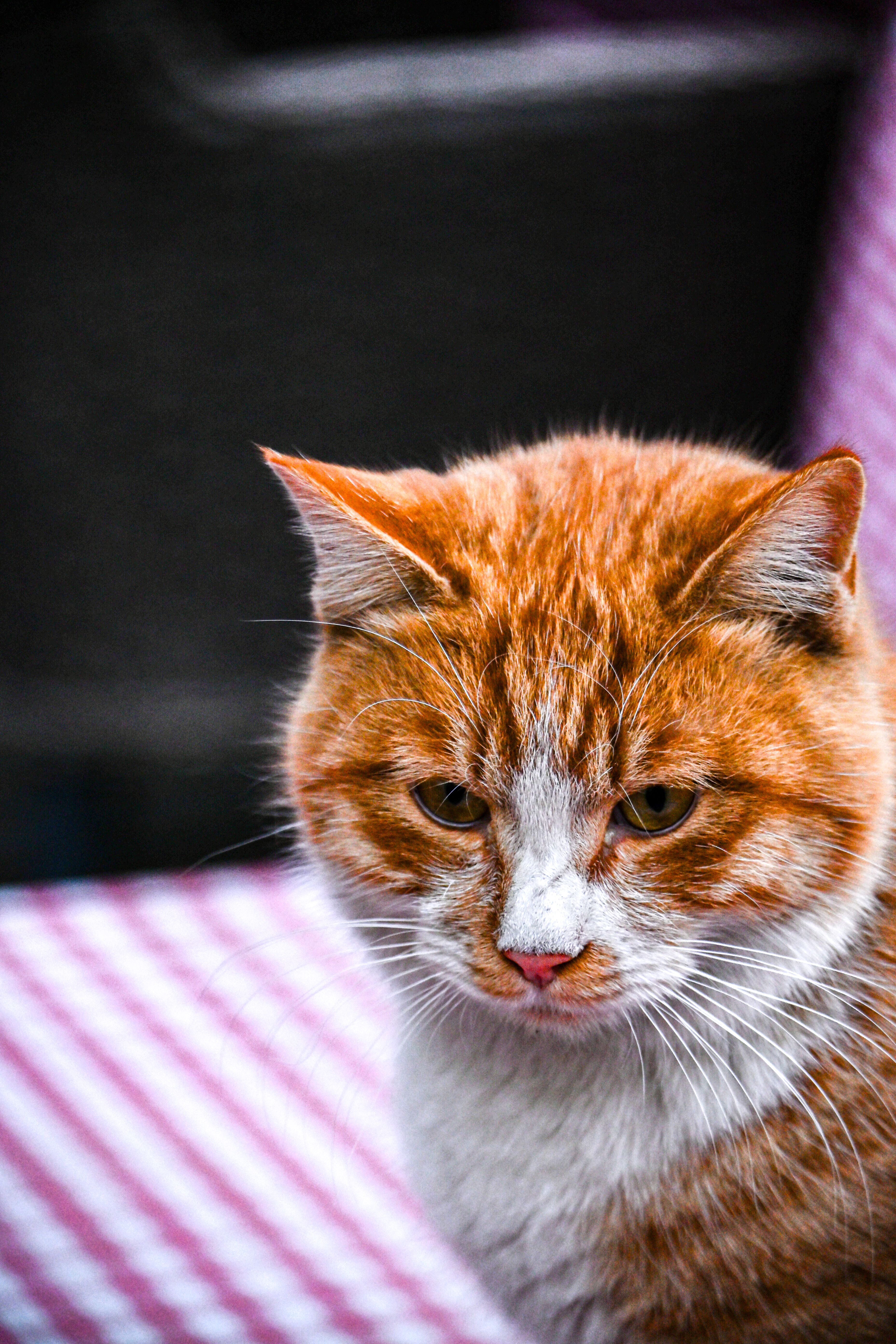 8.498+ Fotos y Imágenes de Popo猫表情包gif Gratis · Banco de Fotos Gratis