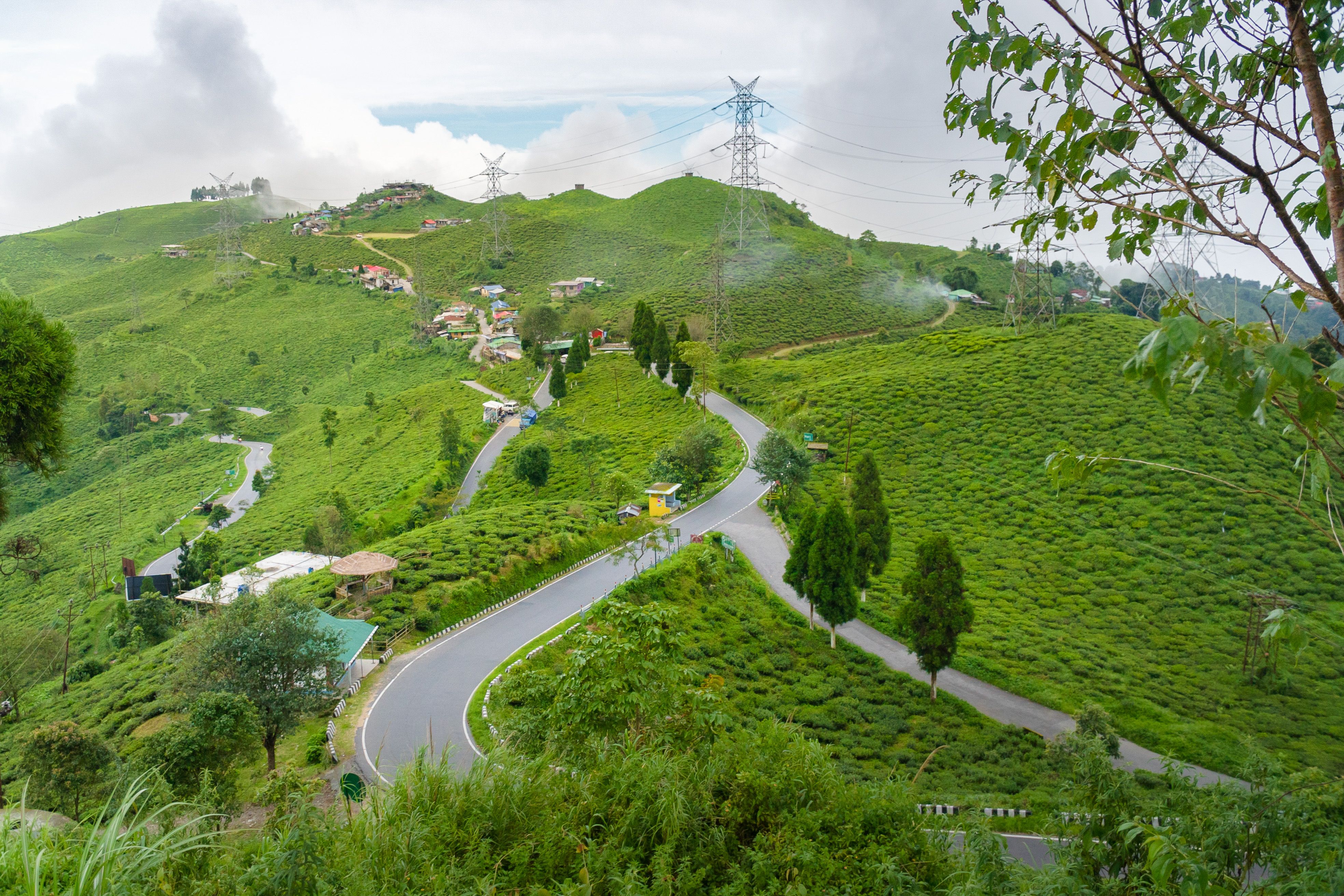Scenic Landscape of Tea Plantations in India · Free Stock Photo