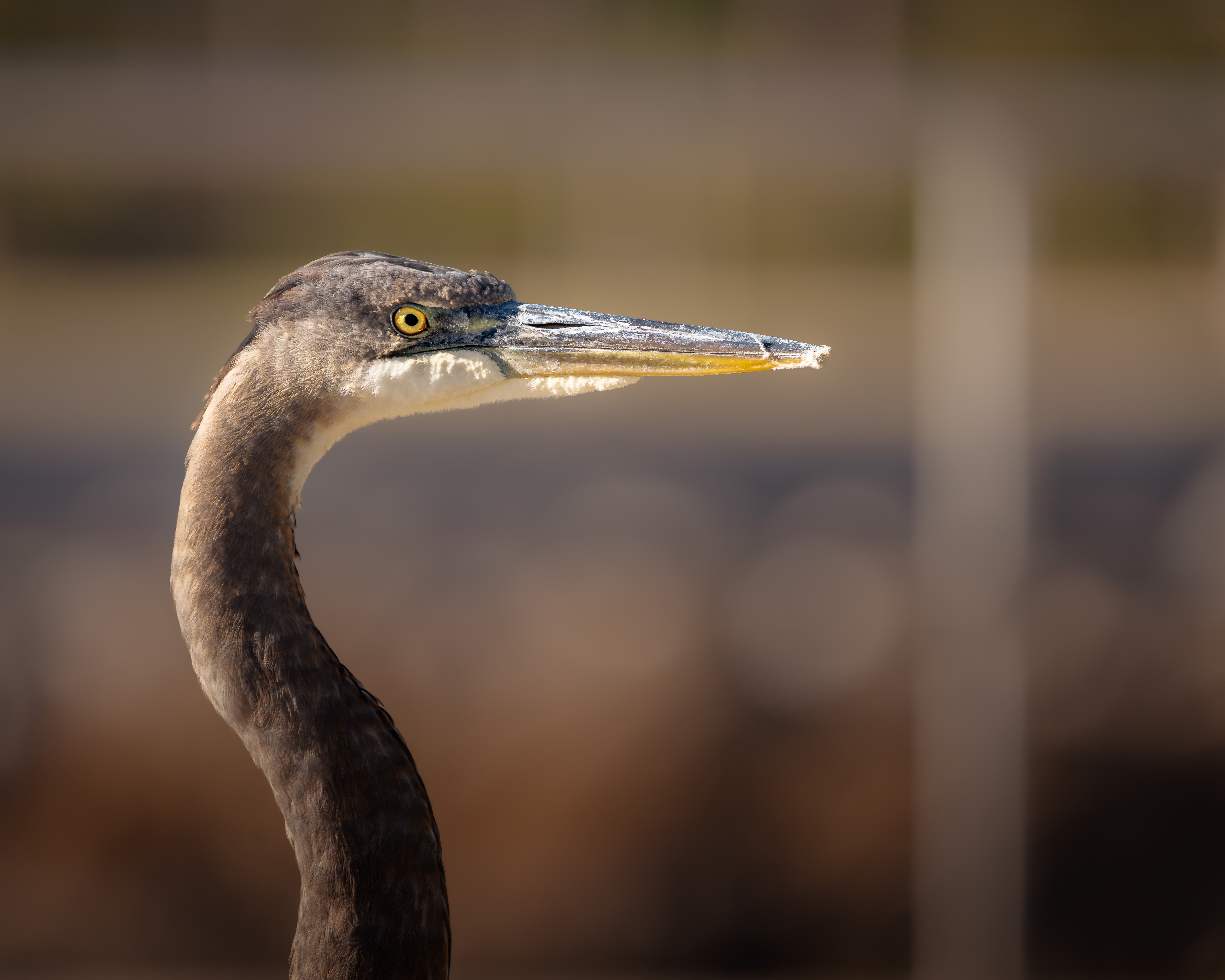 Bird Close Up Photos, Download The BEST Free Bird Close Up Stock Photos ...
