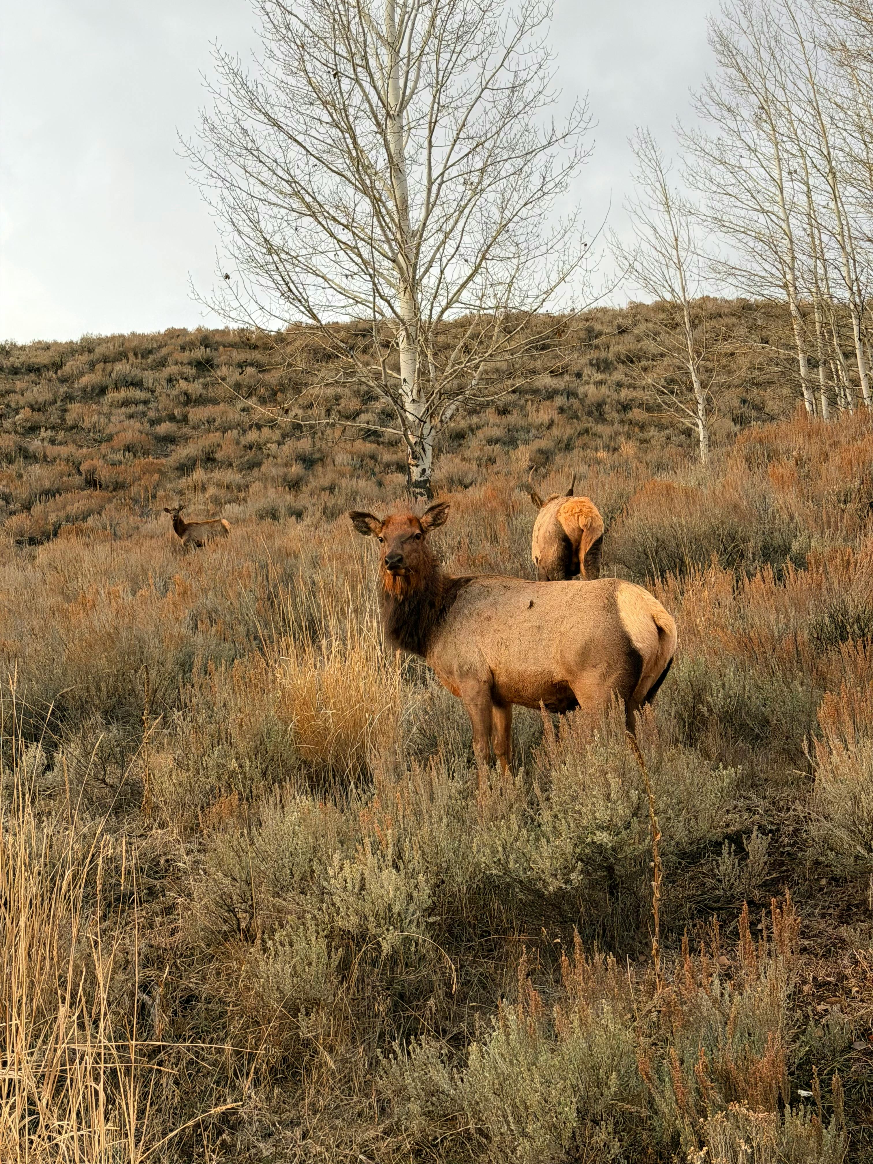 Wild Animals Slideshow Photos, Download The BEST Free Wild Animals ...