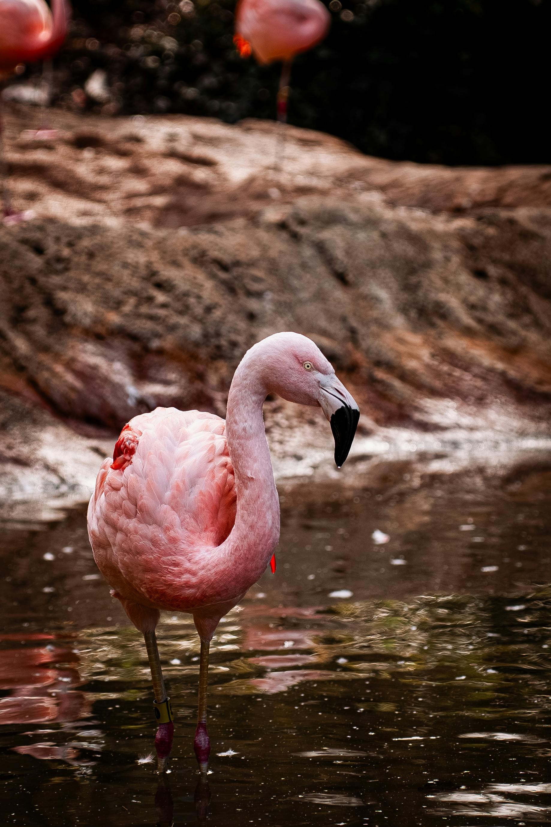 Upsplash Stock Photos Photos, Download The BEST Free Upsplash Stock ...