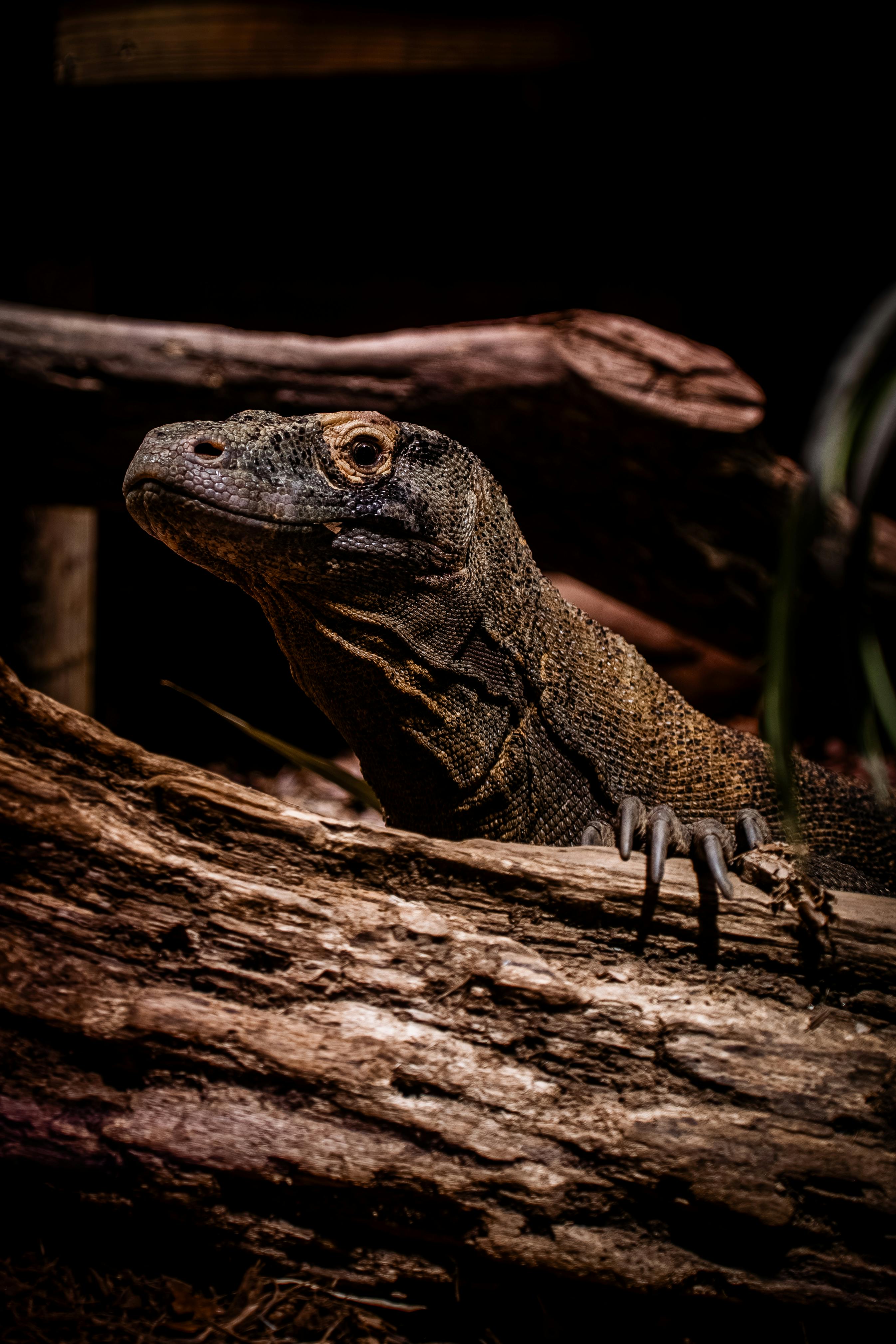 Dragon Images Photos, Download The BEST Free Dragon Images Stock Photos ...