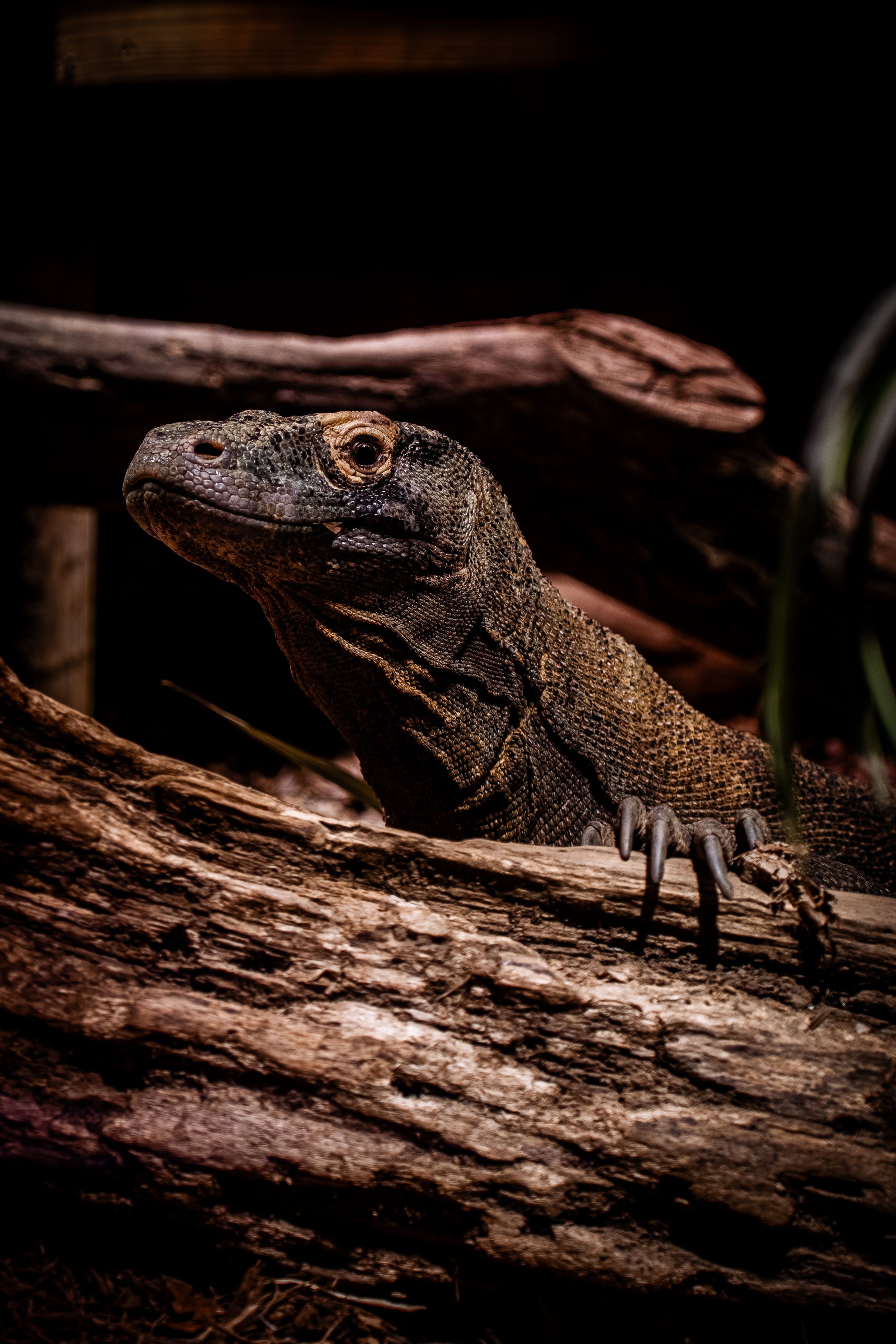Dragon Images Photos, Download The BEST Free Dragon Images Stock Photos ...