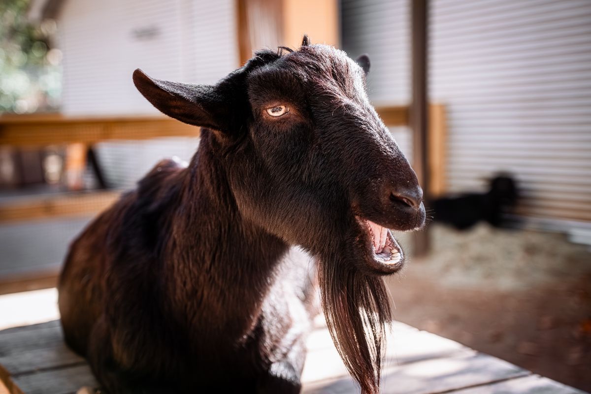 4k Goat Wallpaper Photos, Download The BEST Free 4k Goat Wallpaper ...