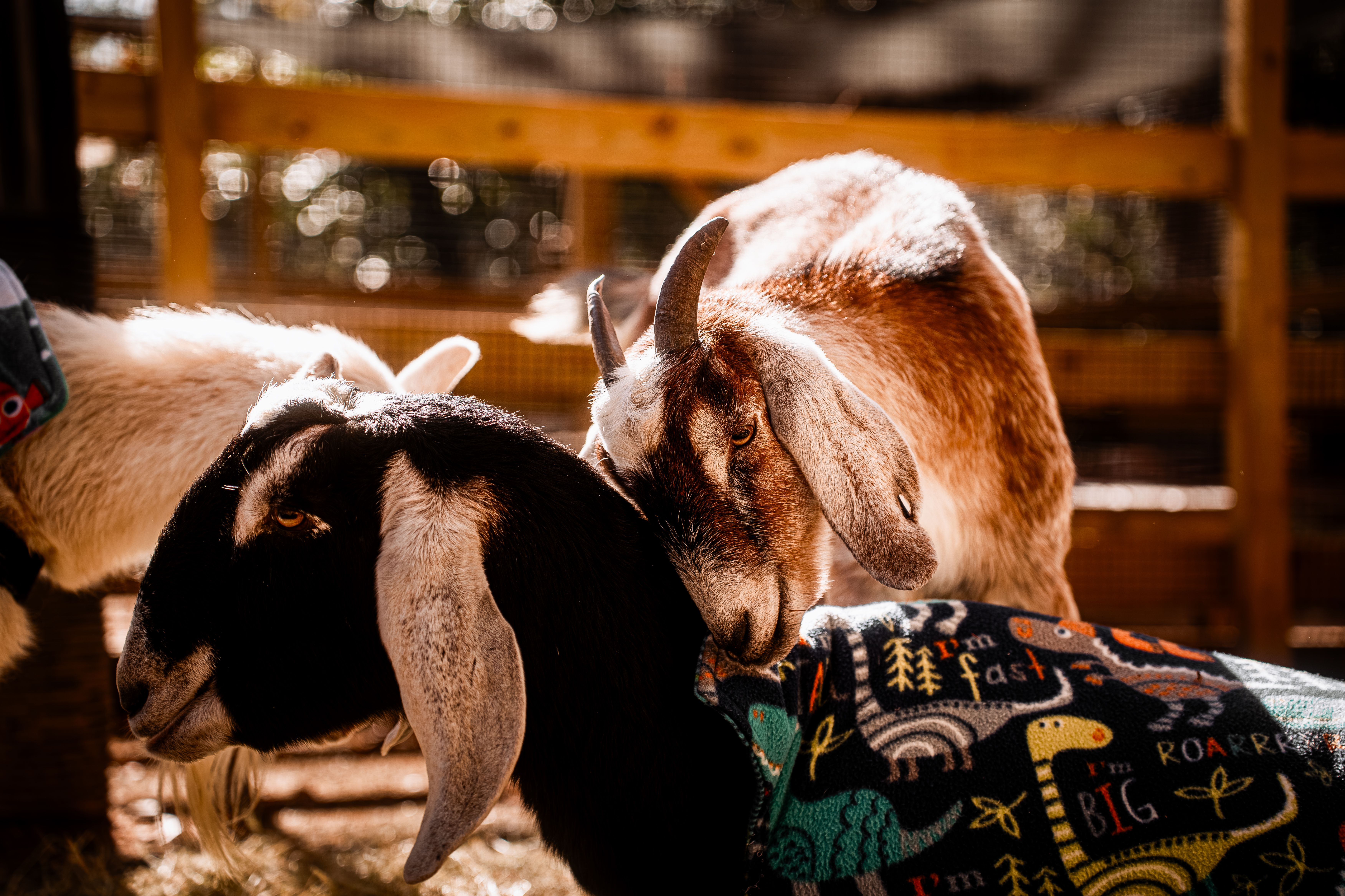 Images Of Goats Photos, Download The BEST Free Images Of Goats Stock ...