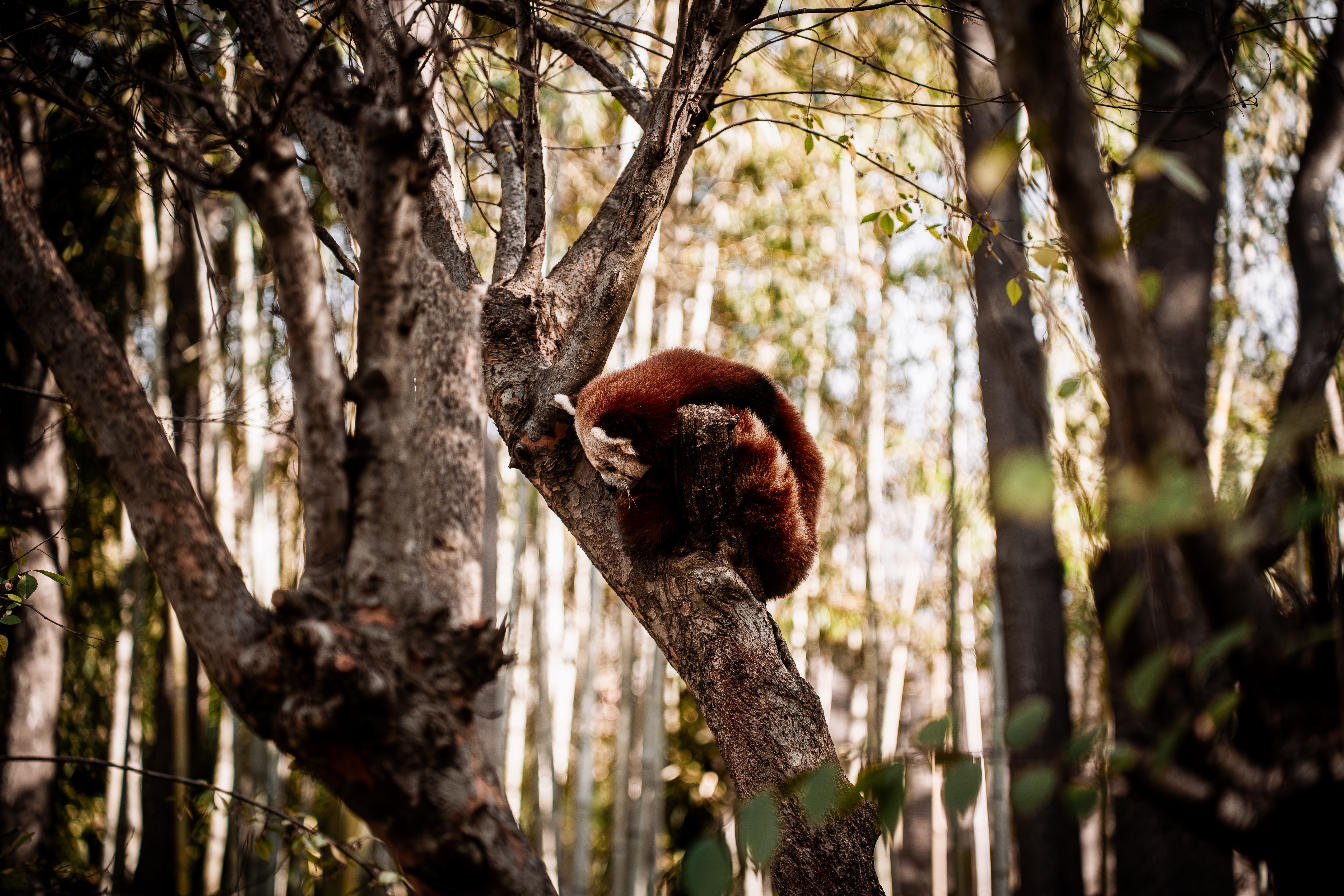 Desktop Wallpaper Panda Photos, Download The BEST Free Desktop ...