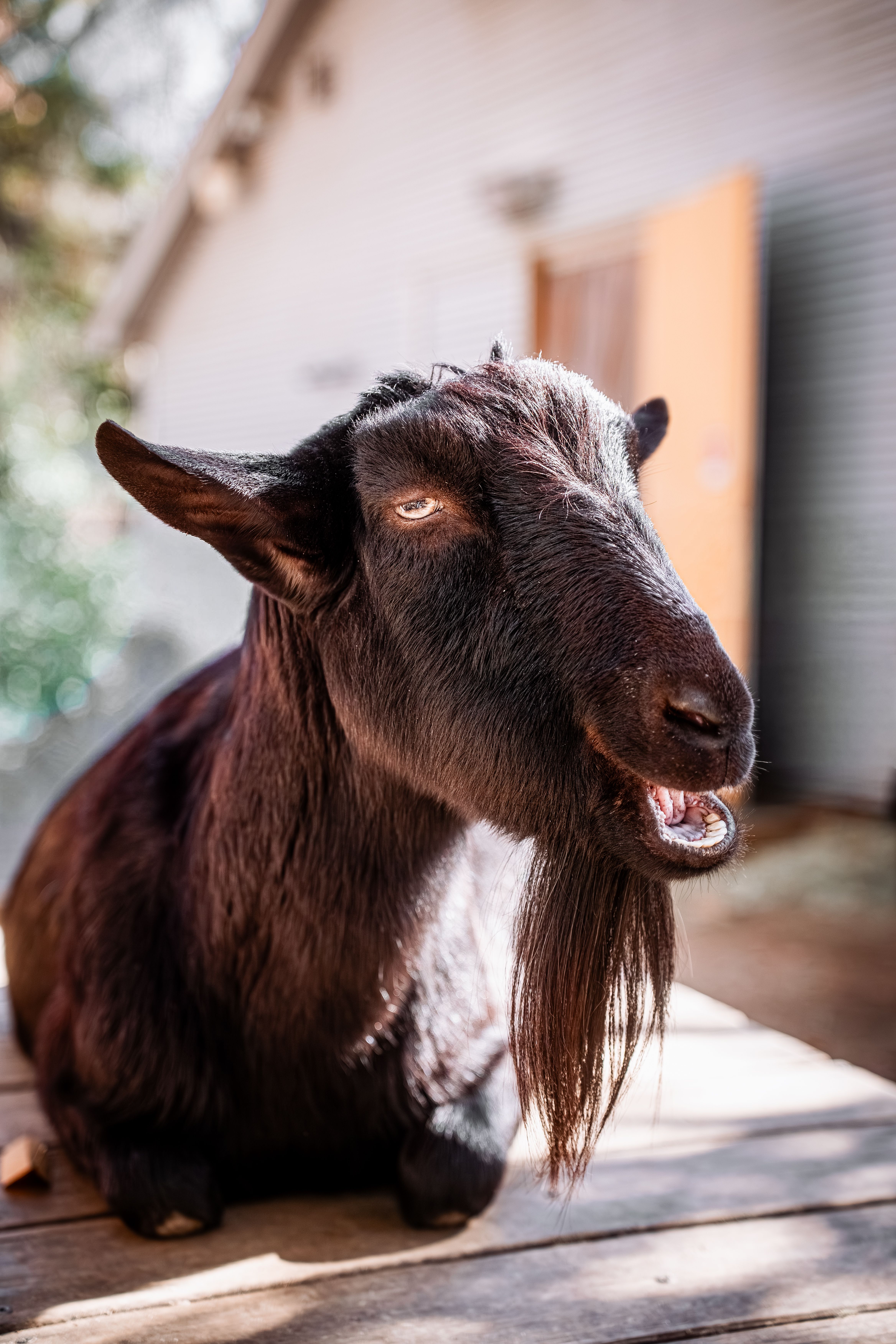 4k Goat Wallpaper Photos, Download The BEST Free 4k Goat Wallpaper ...