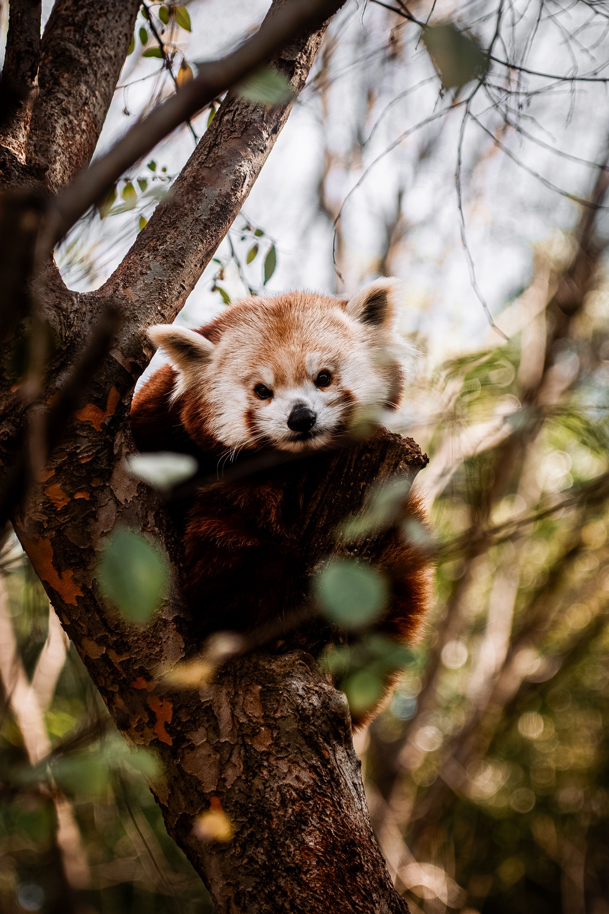 Cartoon Panda Photos, Download The BEST Free Cartoon Panda Stock Photos ...