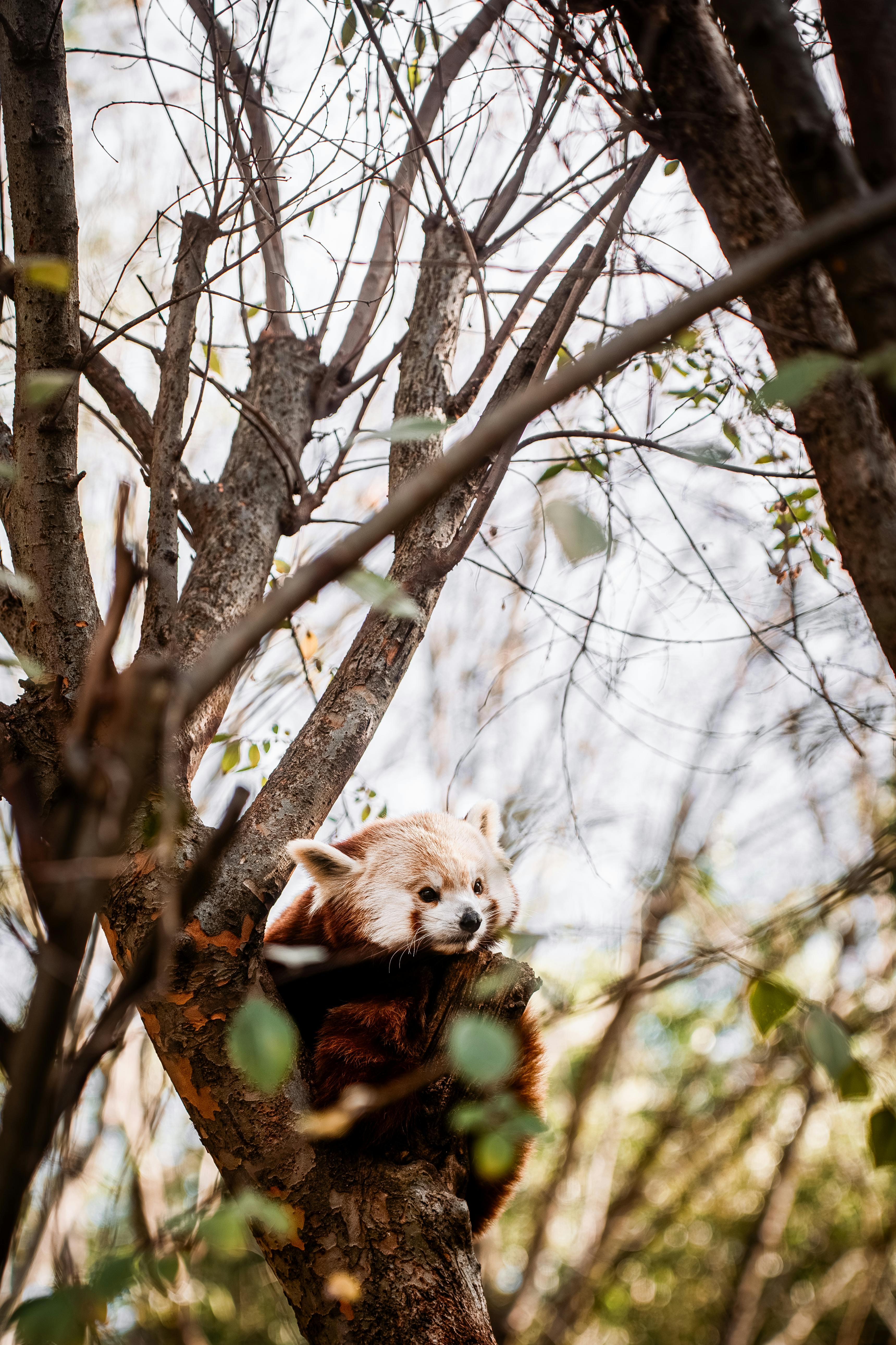 Cute Animal Desktop Backgrounds Photos, Download The BEST Free Cute ...