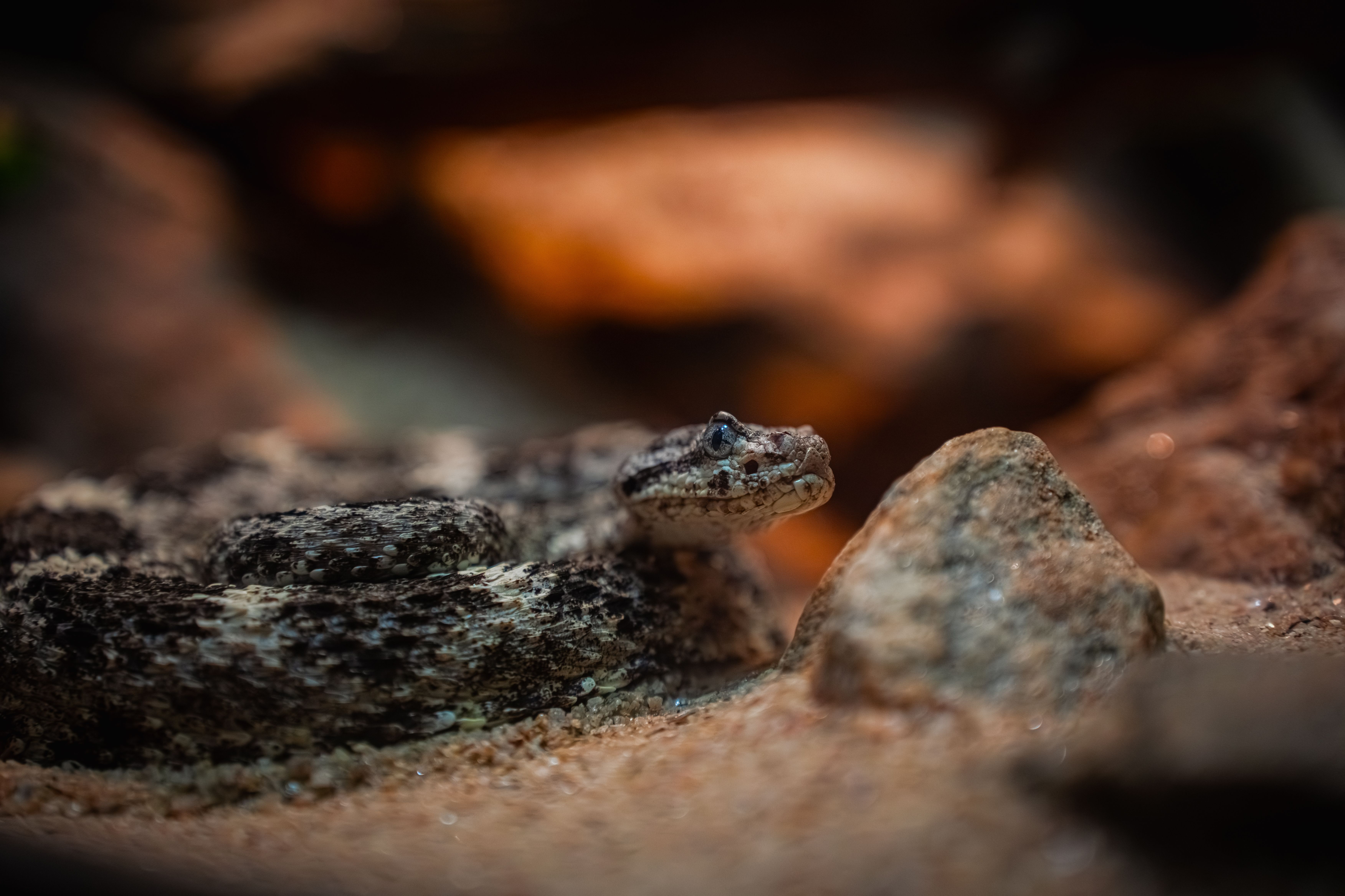 Close-up of a Coiled Snake on Sand and Rocks · Free Stock Photo