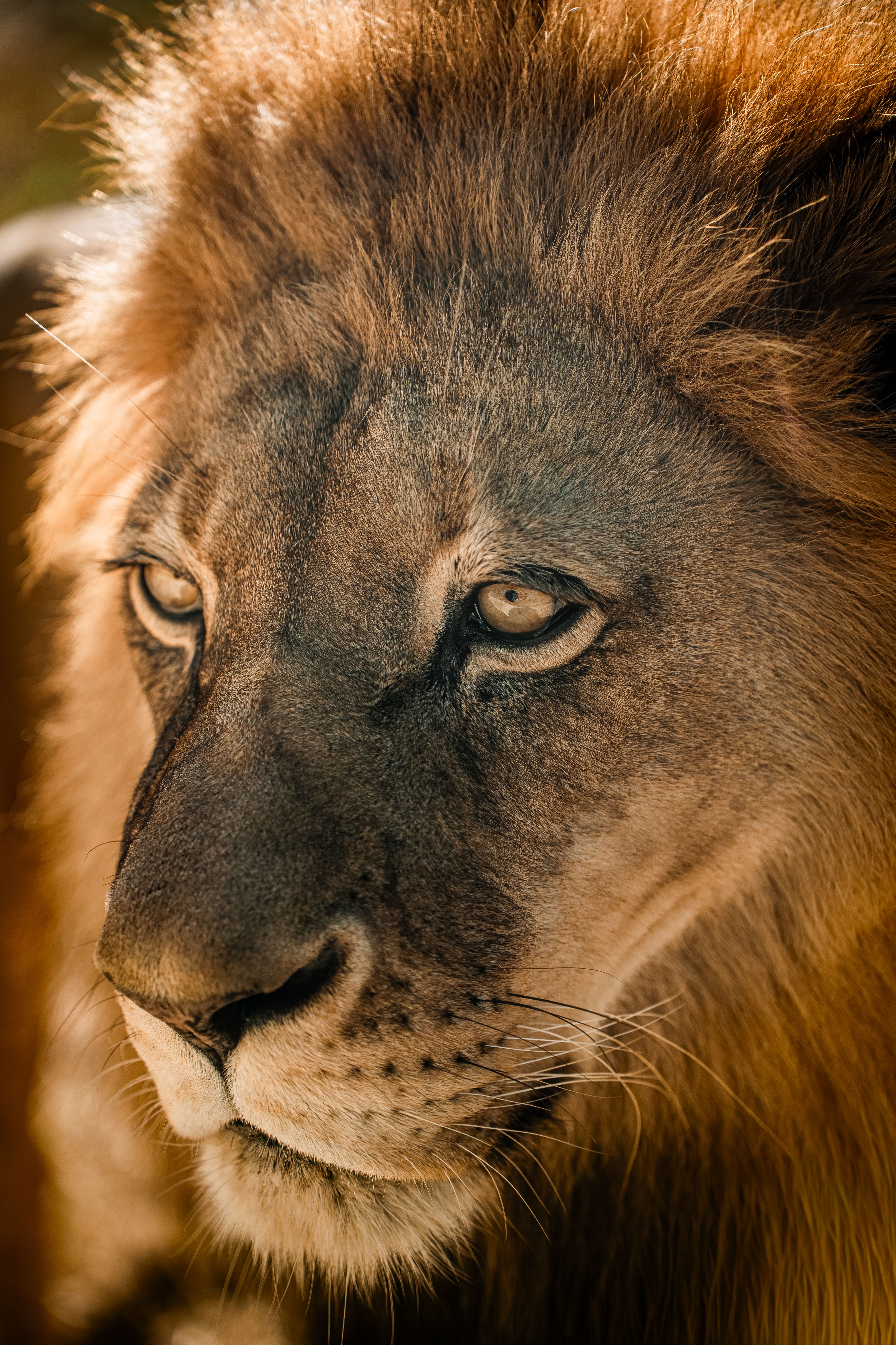 Alpha Wallpapers Photos, Download The BEST Free Alpha Wallpapers Stock ...