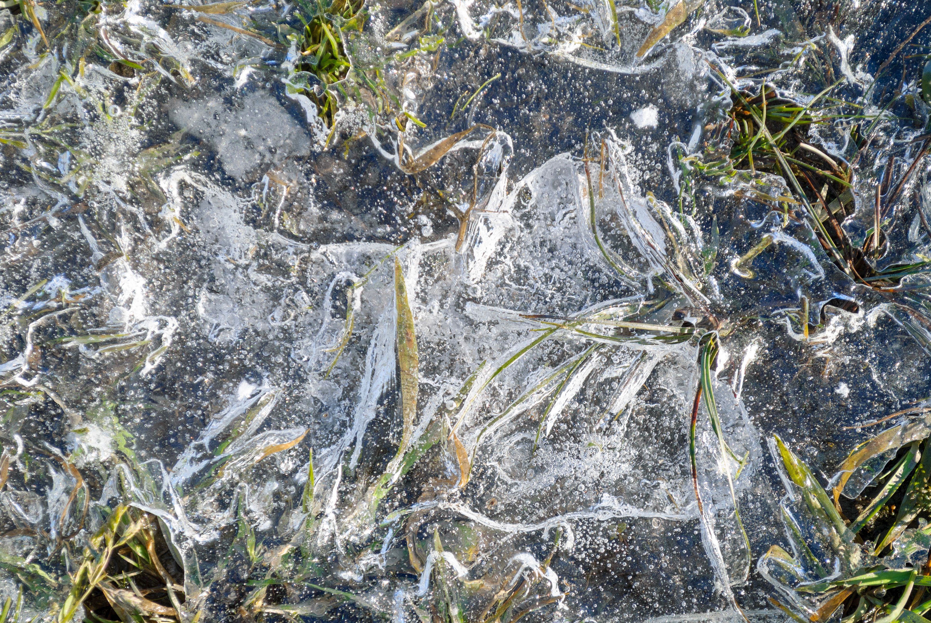 Icy Grass Texture in Winter Landscape · Free Stock Photo