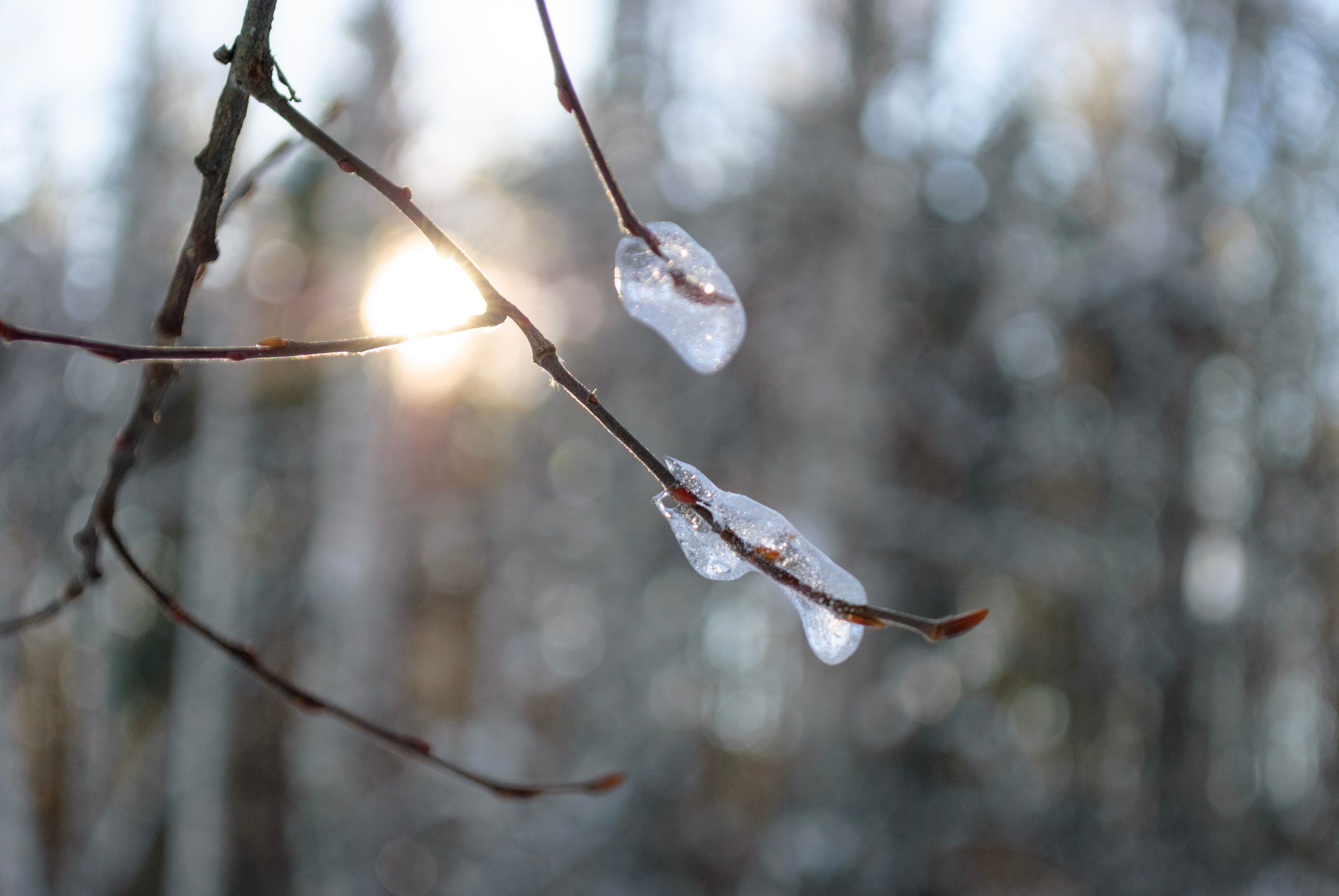 Ice Agents Photos, Download The BEST Free Ice Agents Stock Photos & HD ...