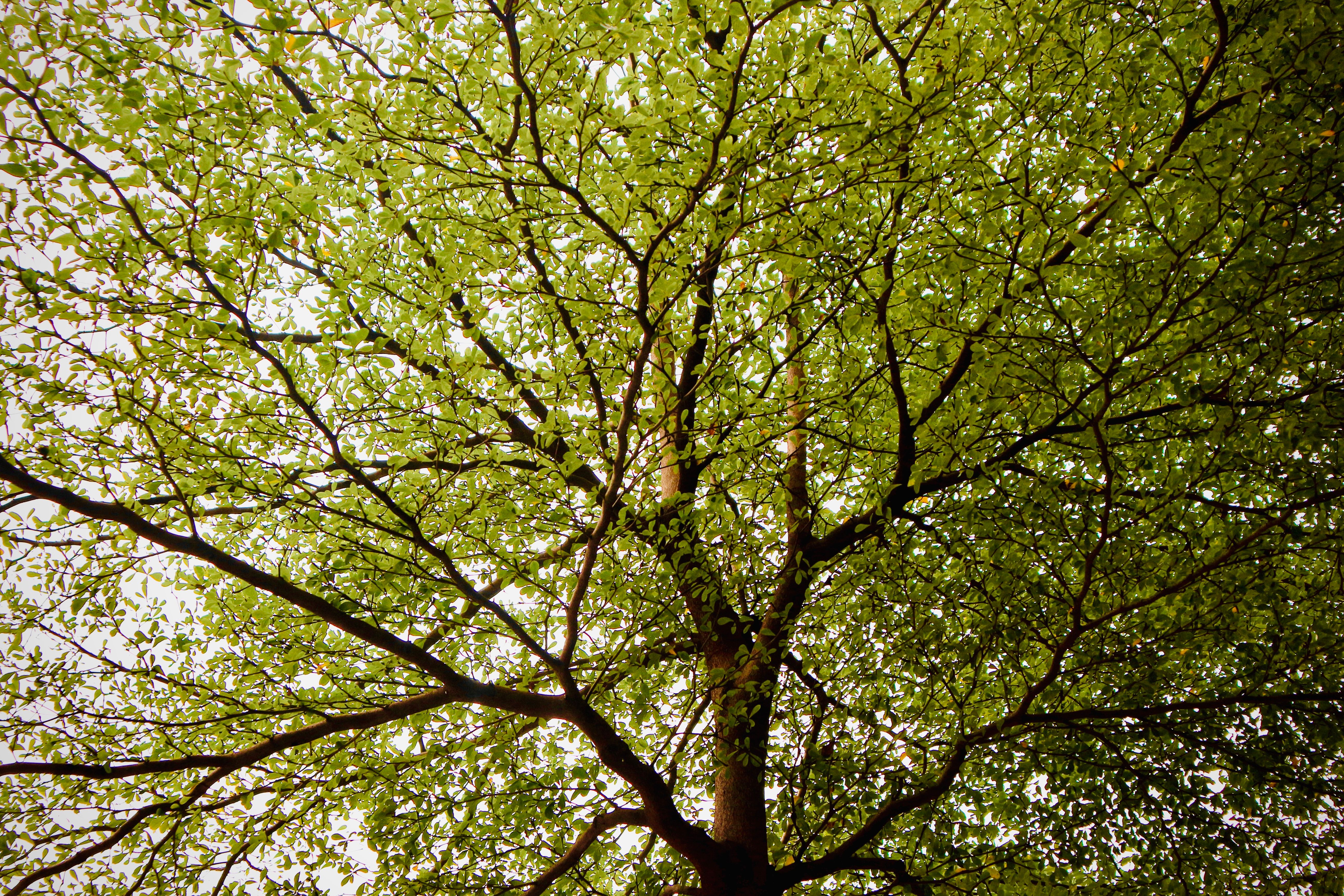 Vibrant Green Canopy of an Elm Tree in Hà Nội · Free Stock Photo