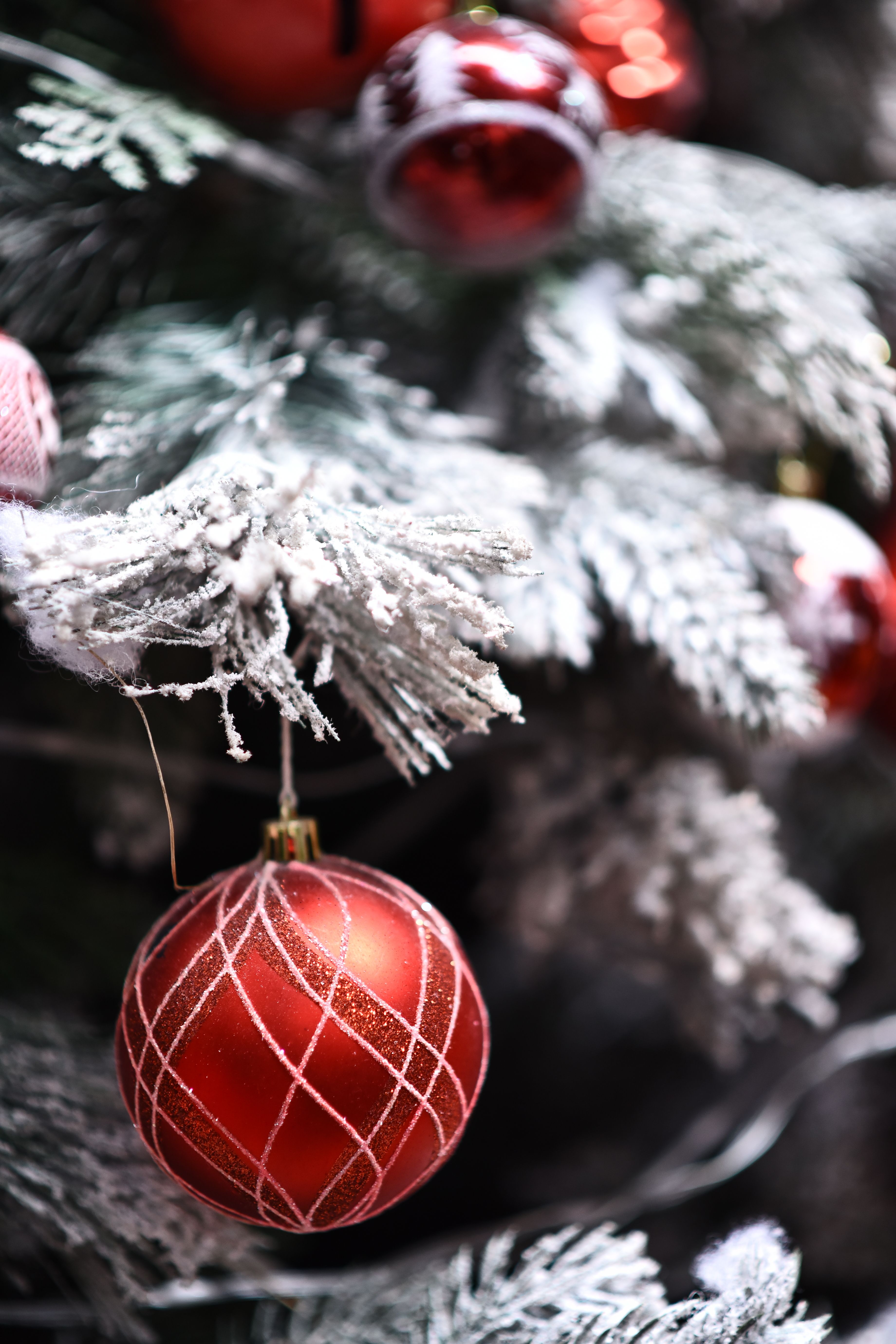 Christmas Tree Zoom Backgrounds Photos, Download The BEST Free ...