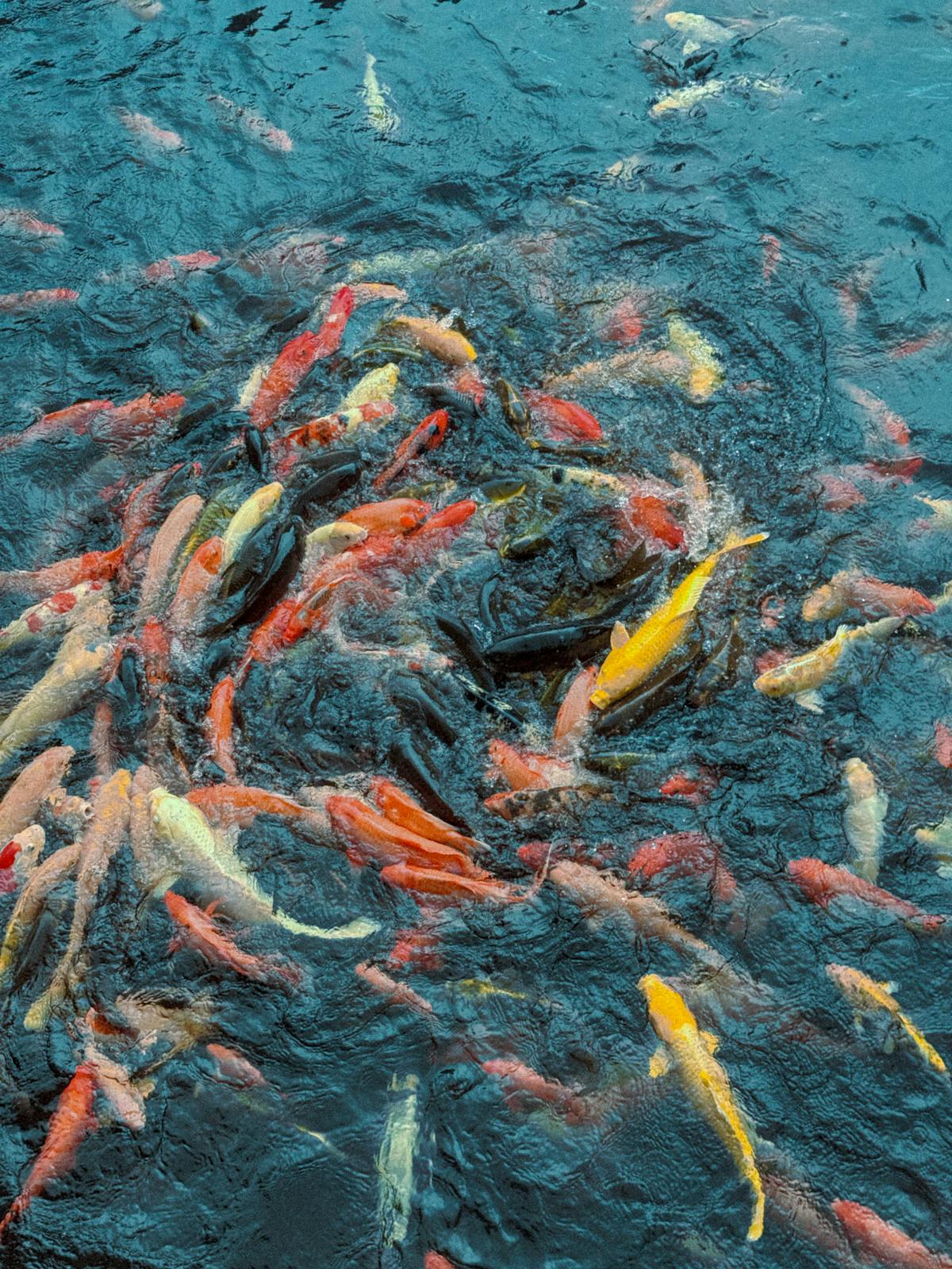 Koi Fish Wallpaper Photos, Download The BEST Free Koi Fish Wallpaper ...