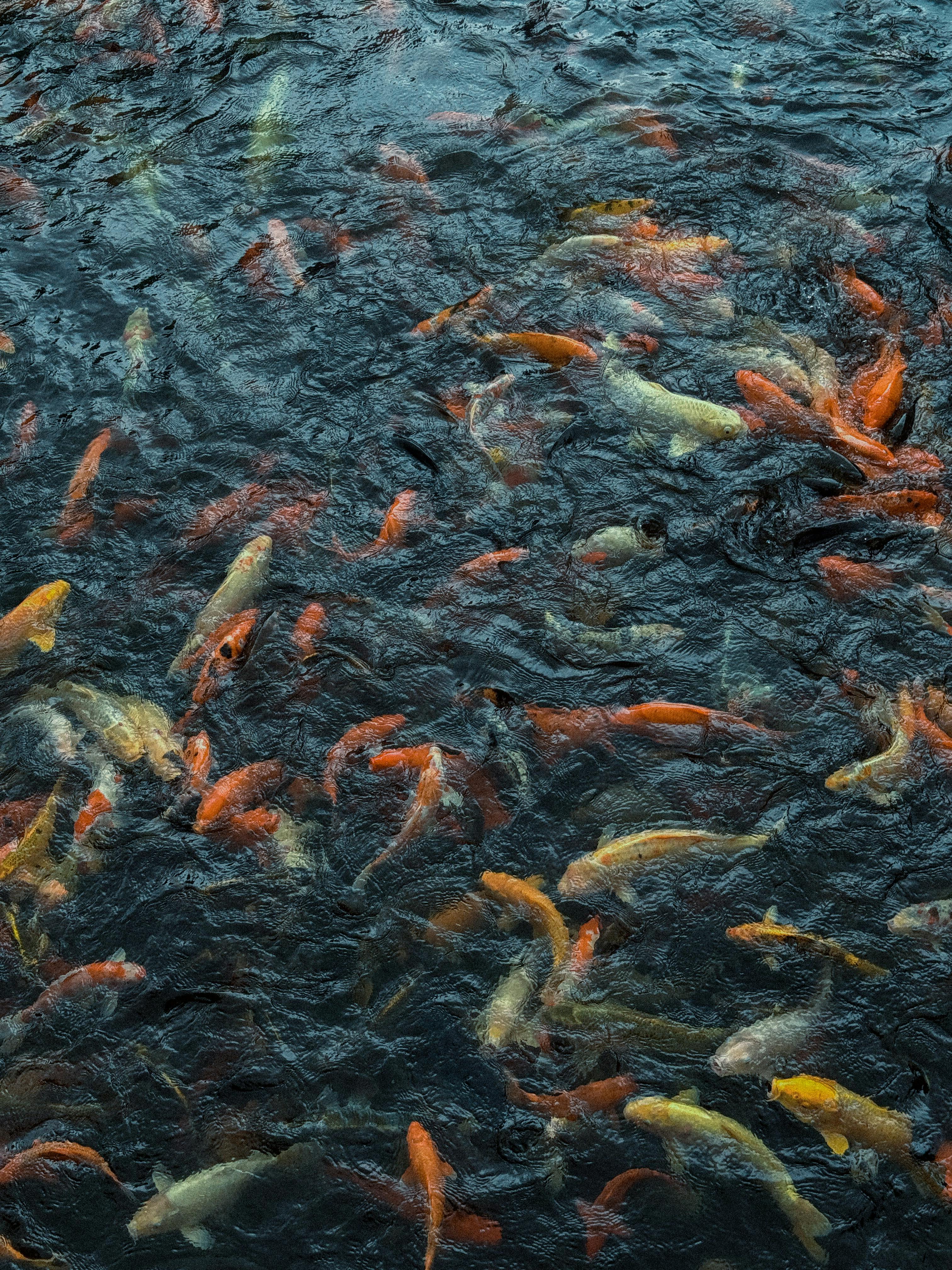 Walleye Fish Photos, Download The BEST Free Walleye Fish Stock Photos ...