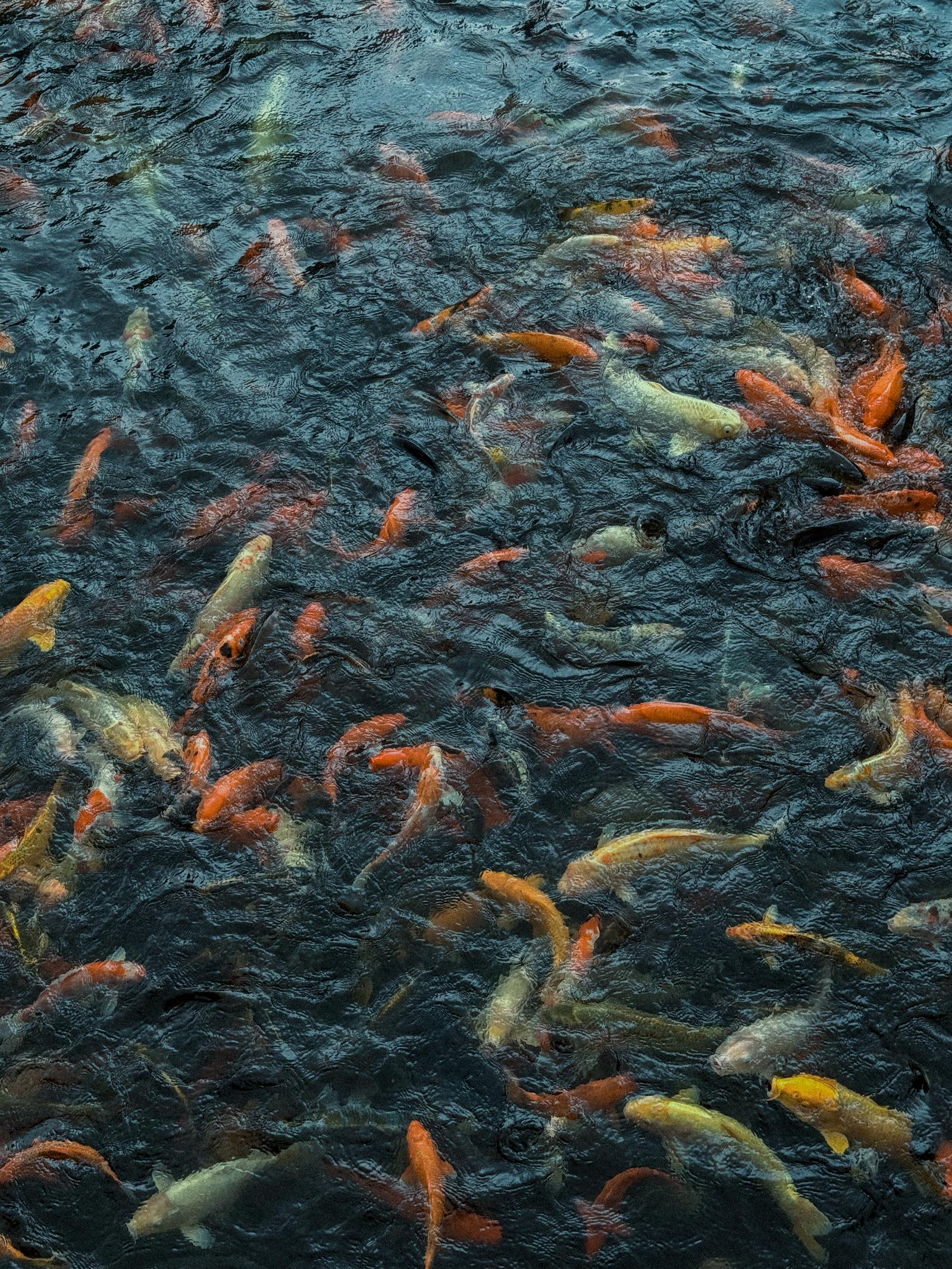 Koi Fish Wallpaper Photos, Download The BEST Free Koi Fish Wallpaper ...