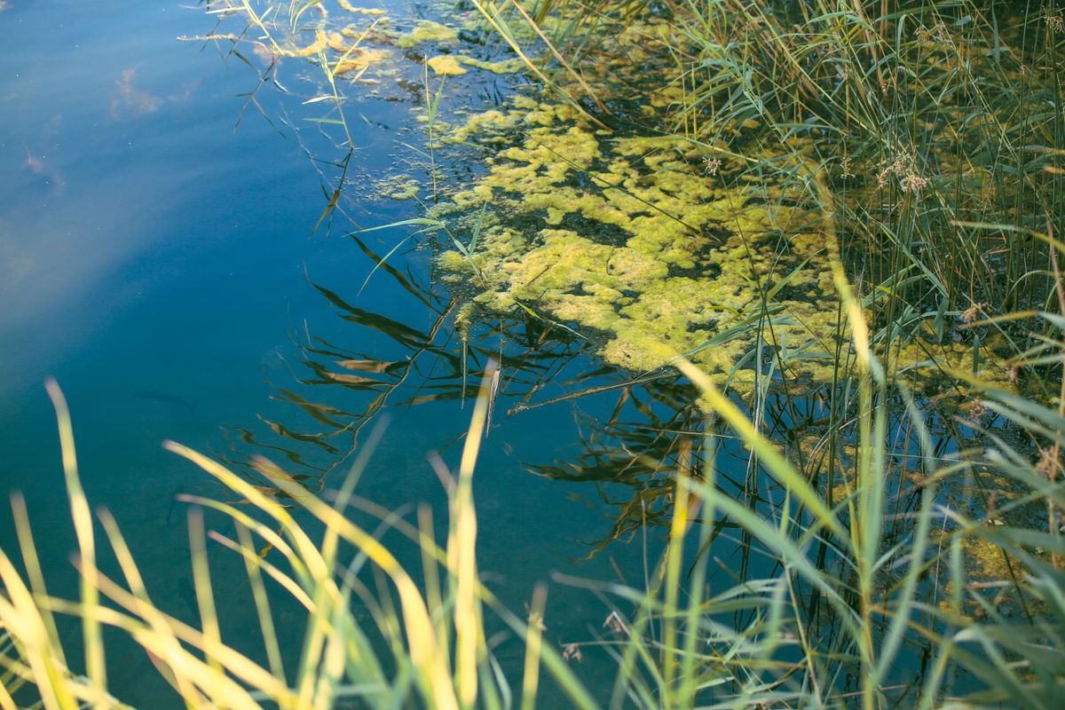 Algae Photos, Download The BEST Free Algae Stock Photos & HD Images