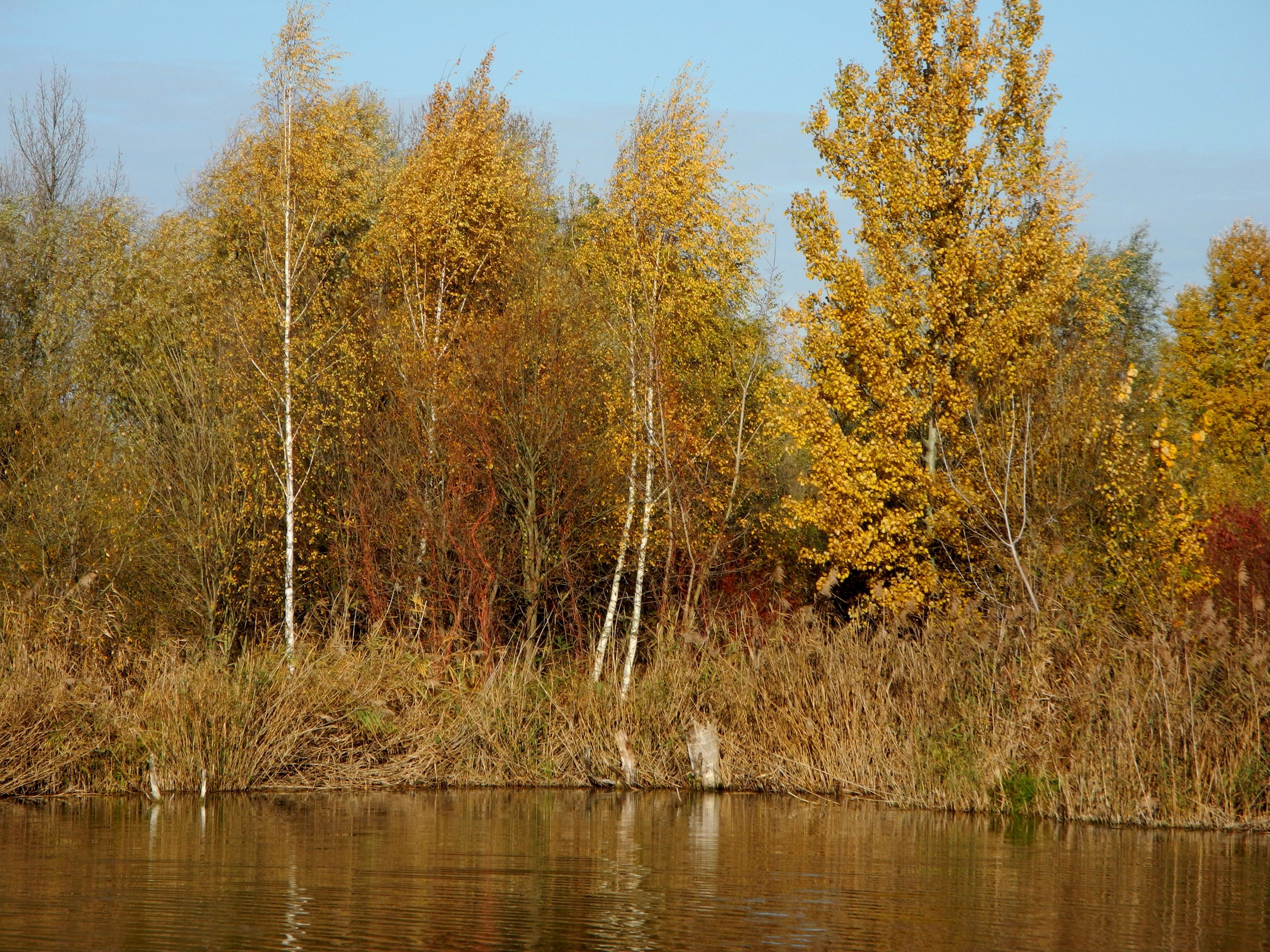 Autumn Trees Reflecting in a Polish Lake · Free Stock Photo